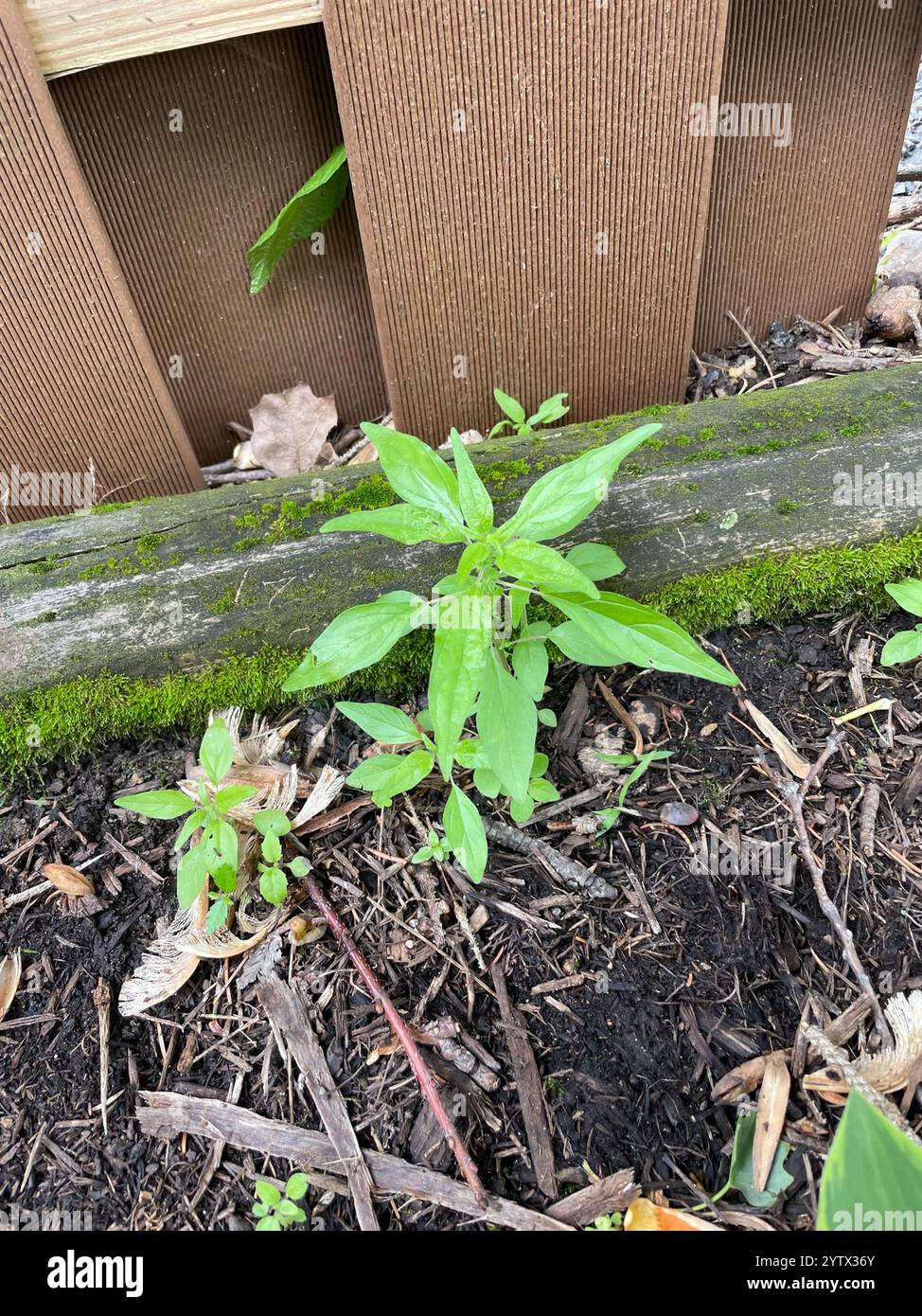 Pennsylvania pellitory (Parietaria pensylvanica Stock Photo - Alamy