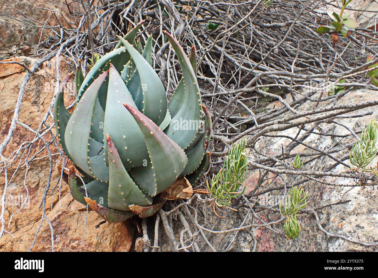 Mitre Aloe Complex (Aloe perfoliata Stock Photo - Alamy