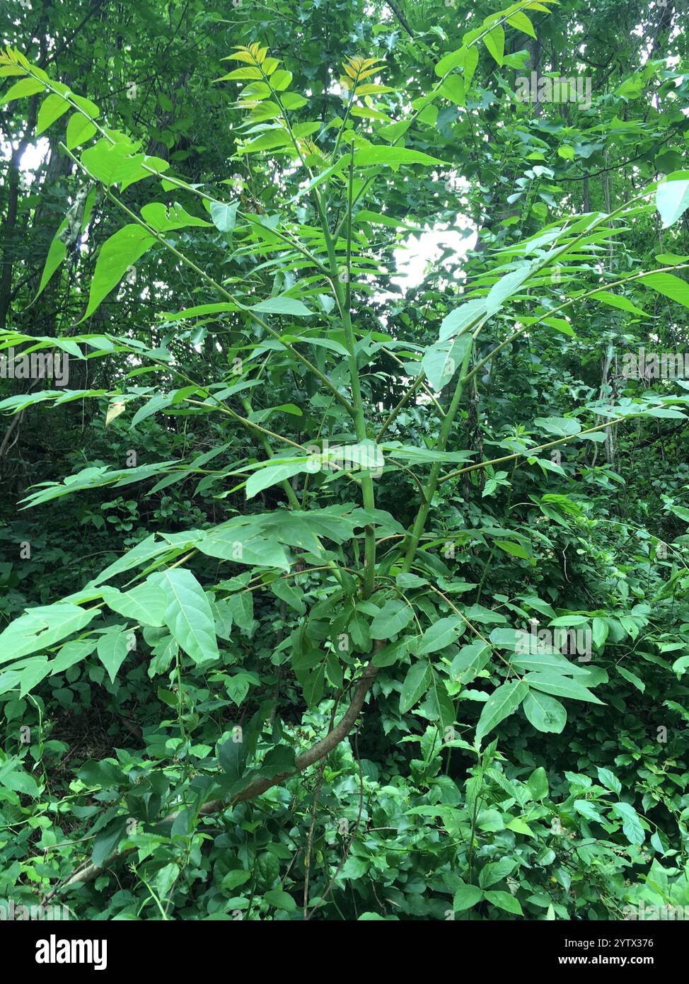 tree-of-heaven (Ailanthus altissima Stock Photo - Alamy