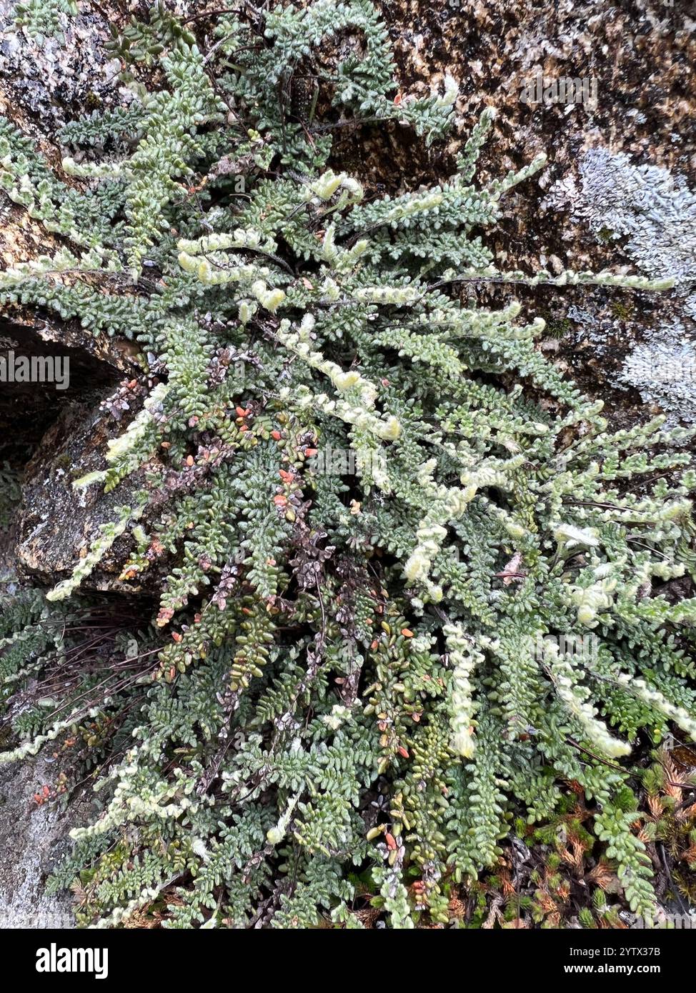 lace lip fern (Myriopteris gracillima Stock Photo - Alamy