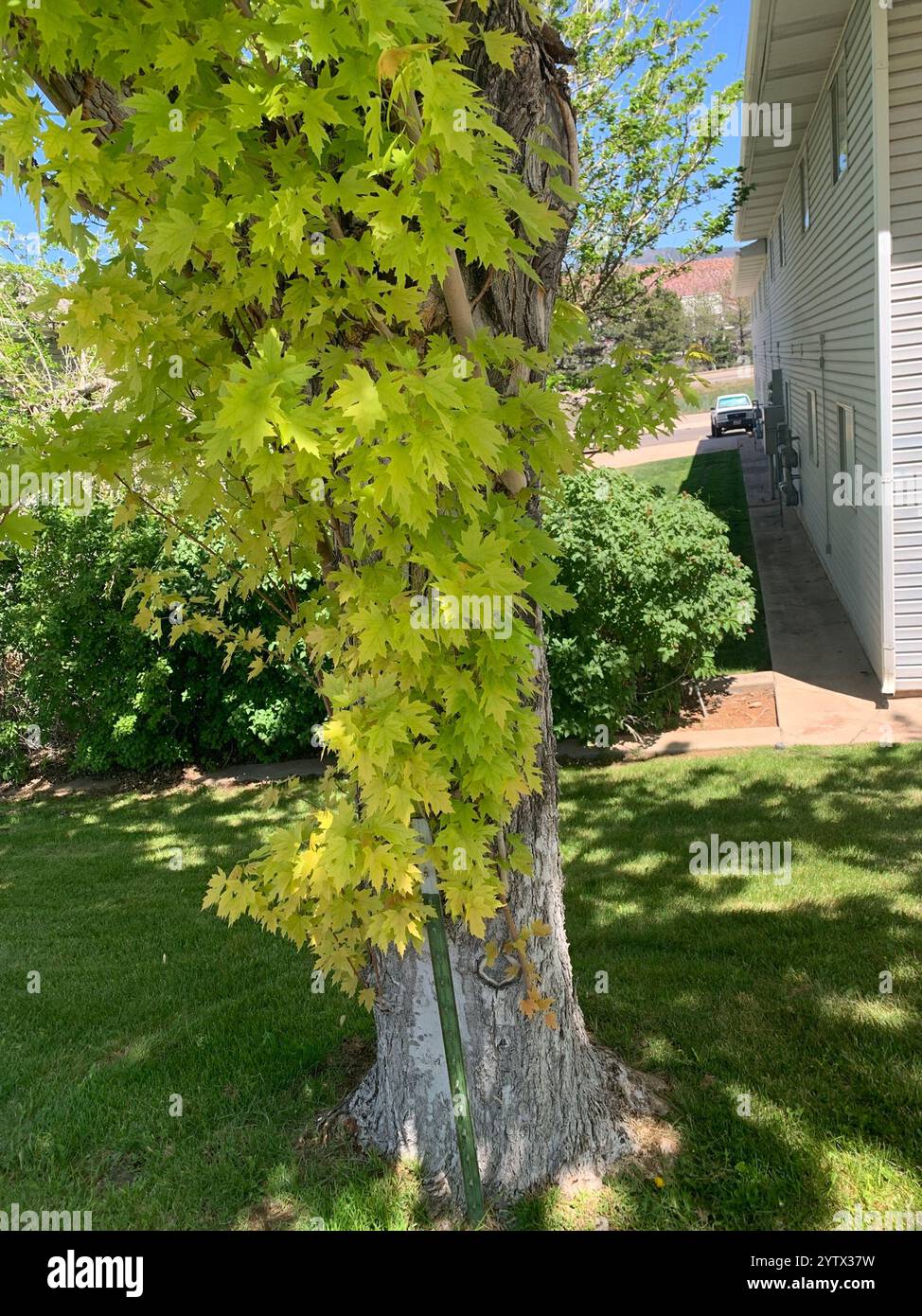 bigtooth maple (Acer grandidentatum Stock Photo - Alamy