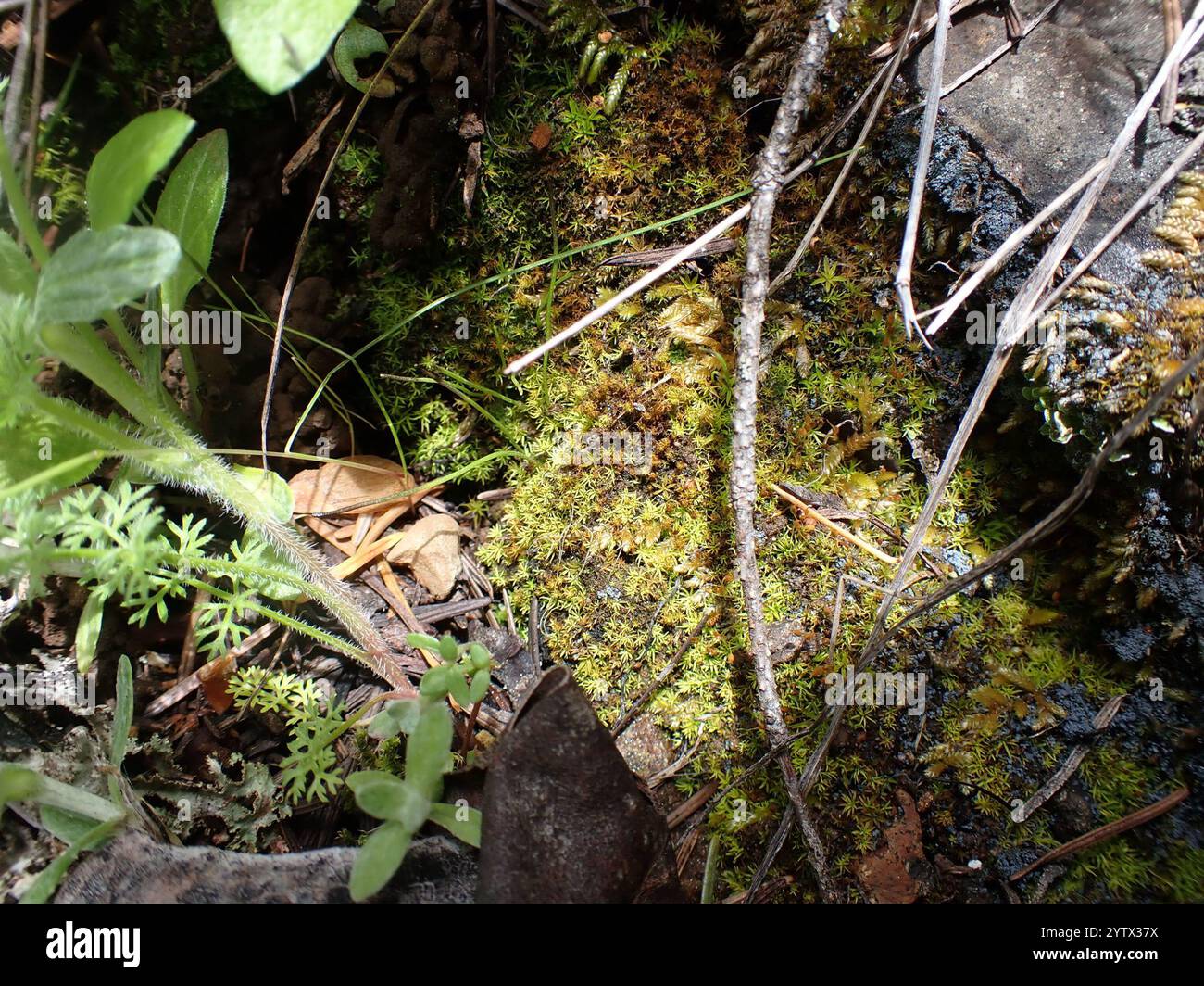 Green-tufted Stubble Moss (Weissia controversa Stock Photo - Alamy