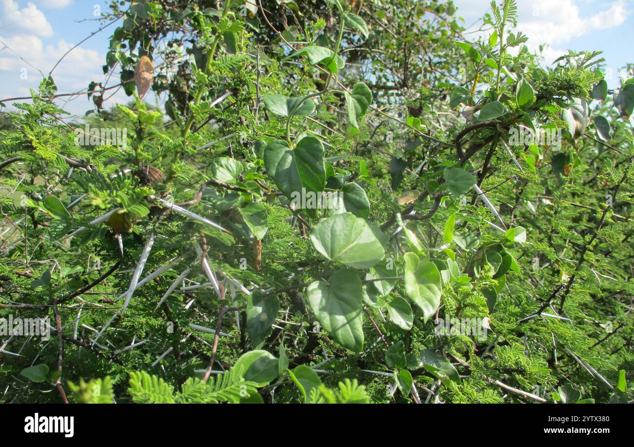 Trellis-vine (Pergularia daemia Stock Photo - Alamy