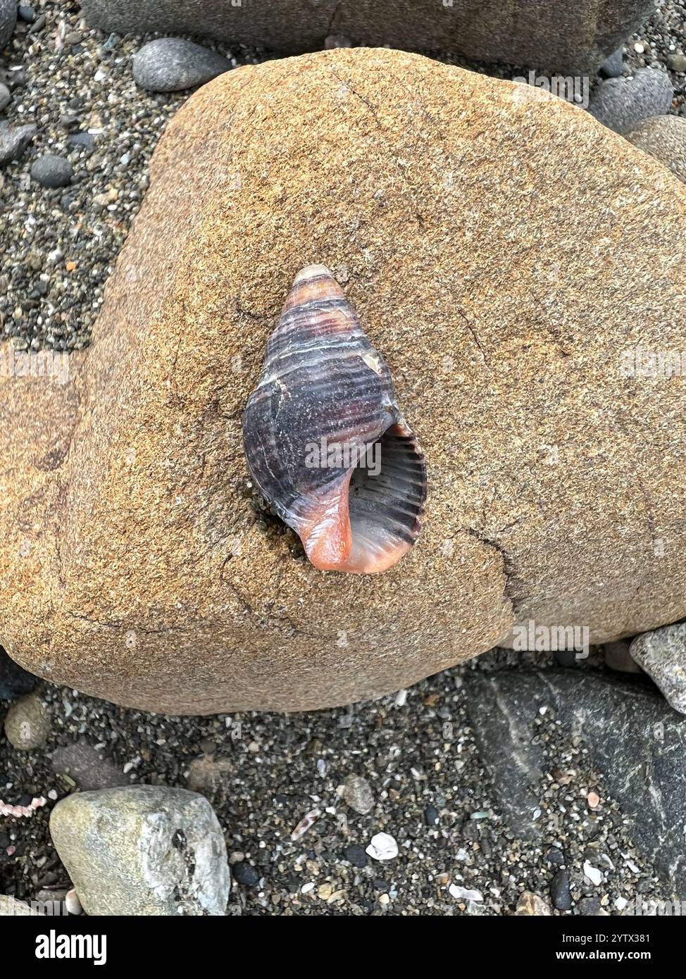 Red-mouthed Whelk (Cominella virgata Stock Photo - Alamy