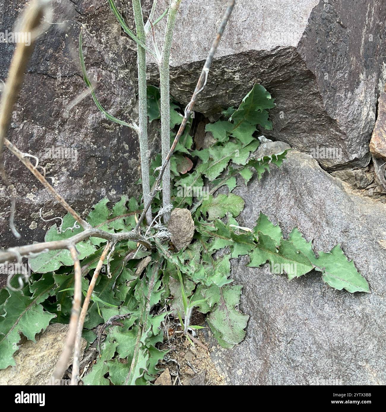 Rush Skeletonweed (Chondrilla juncea Stock Photo - Alamy