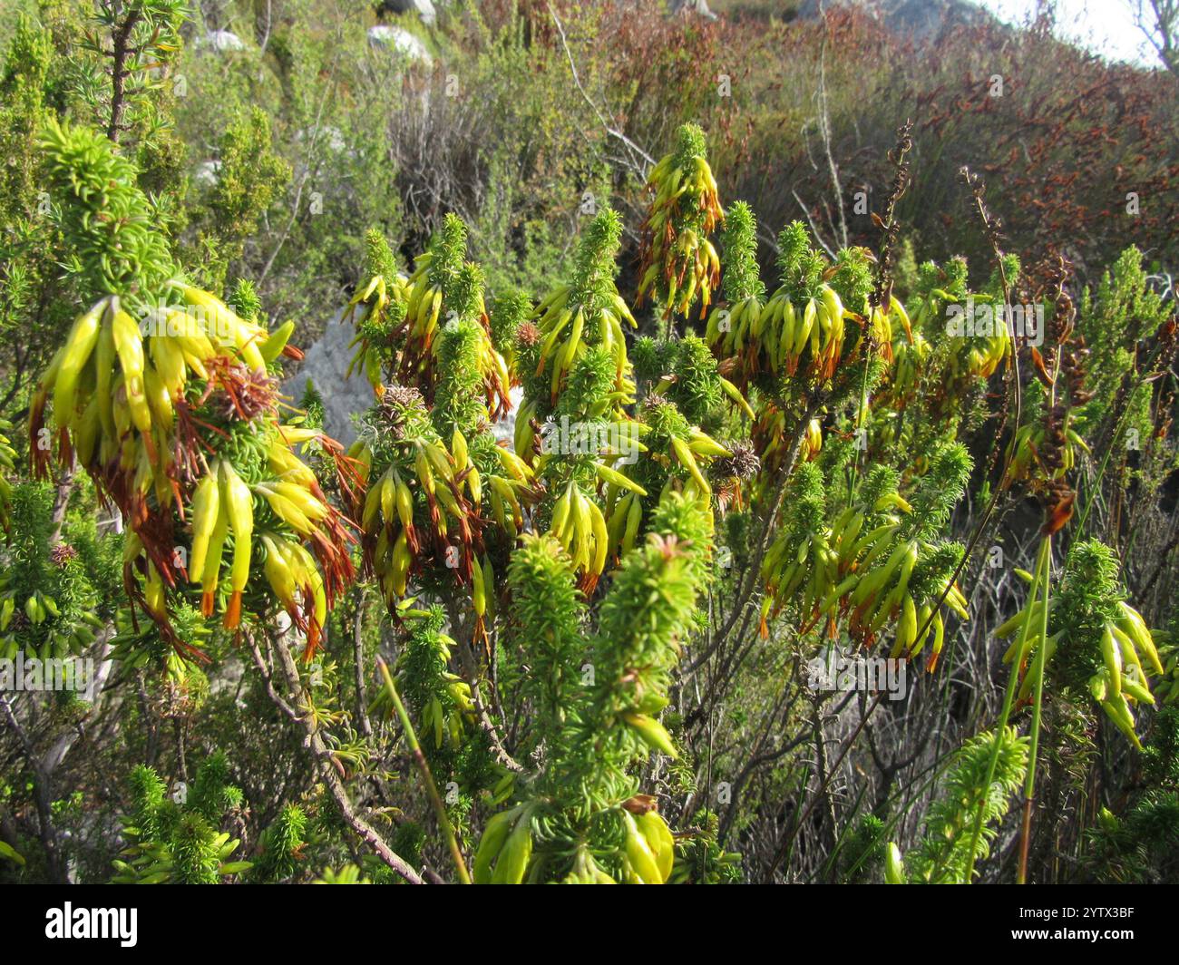 Red Hanging Heath (Erica coccinea coccinea Stock Photo - Alamy