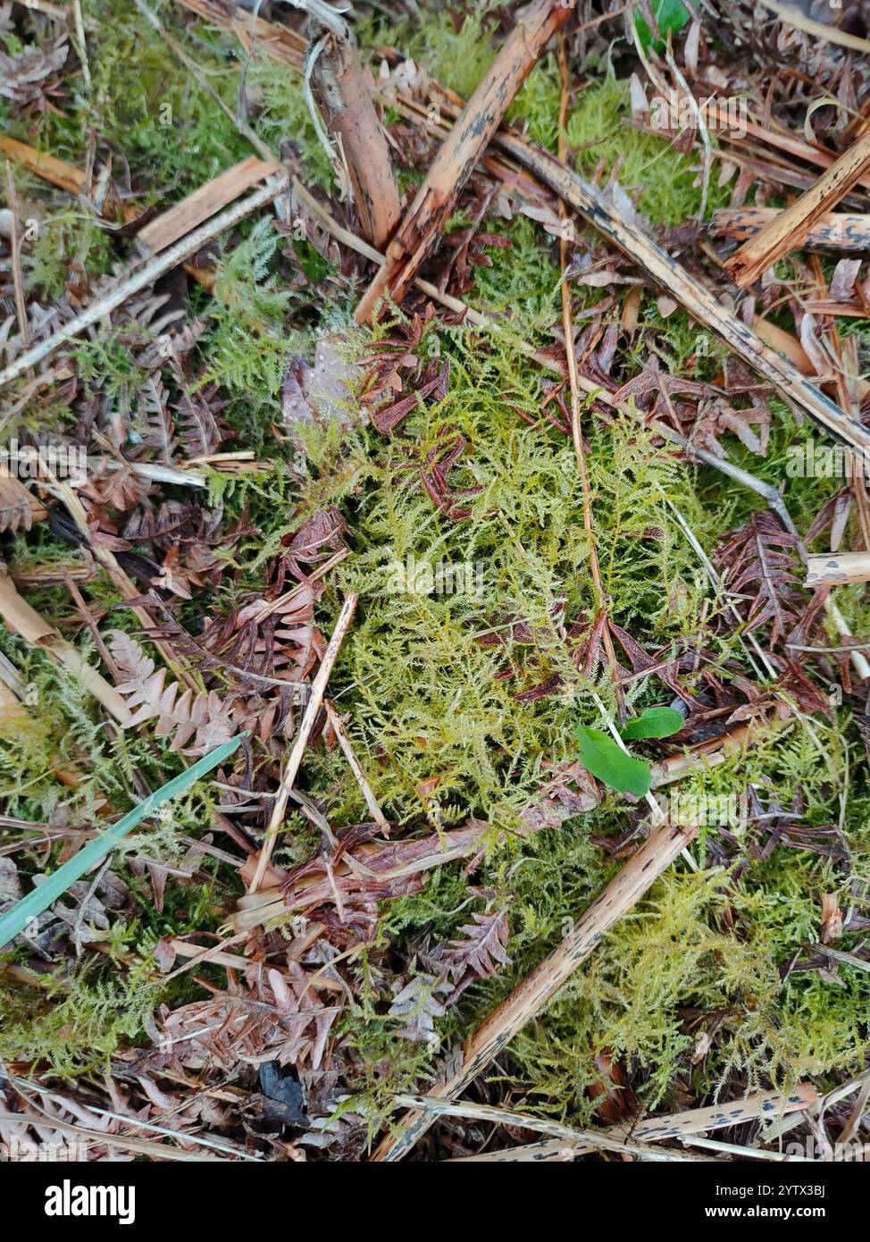 Common Feather-moss (Kindbergia praelonga Stock Photo - Alamy