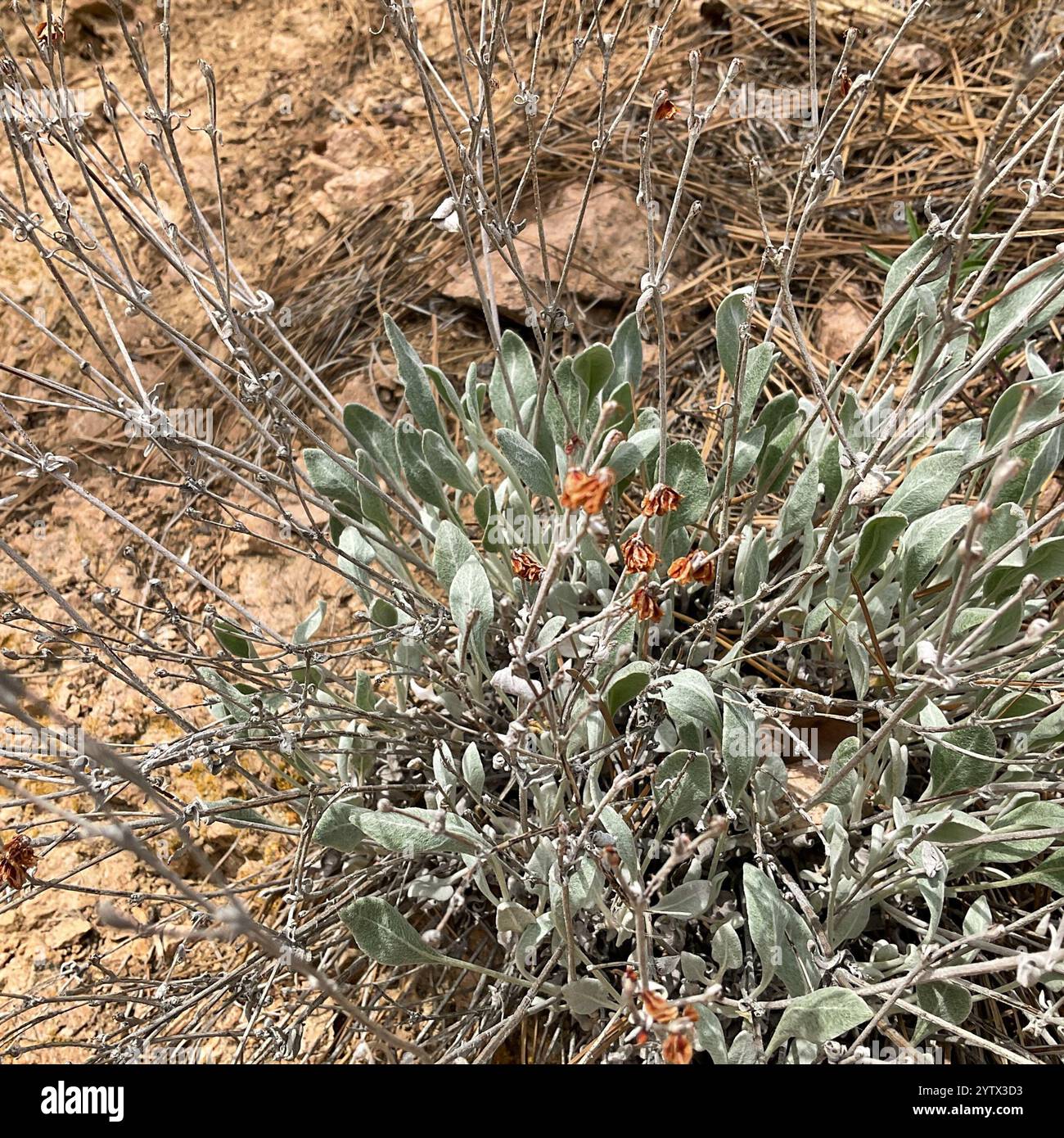 Snow Buckwheat (Eriogonum niveum Stock Photo - Alamy