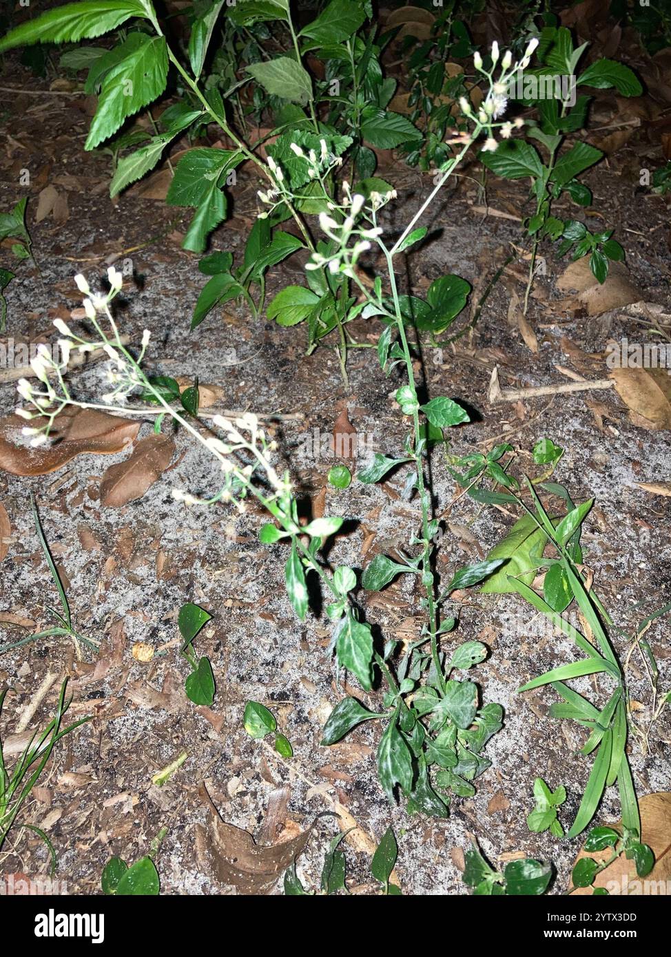 little ironweed (Cyanthillium cinereum Stock Photo - Alamy