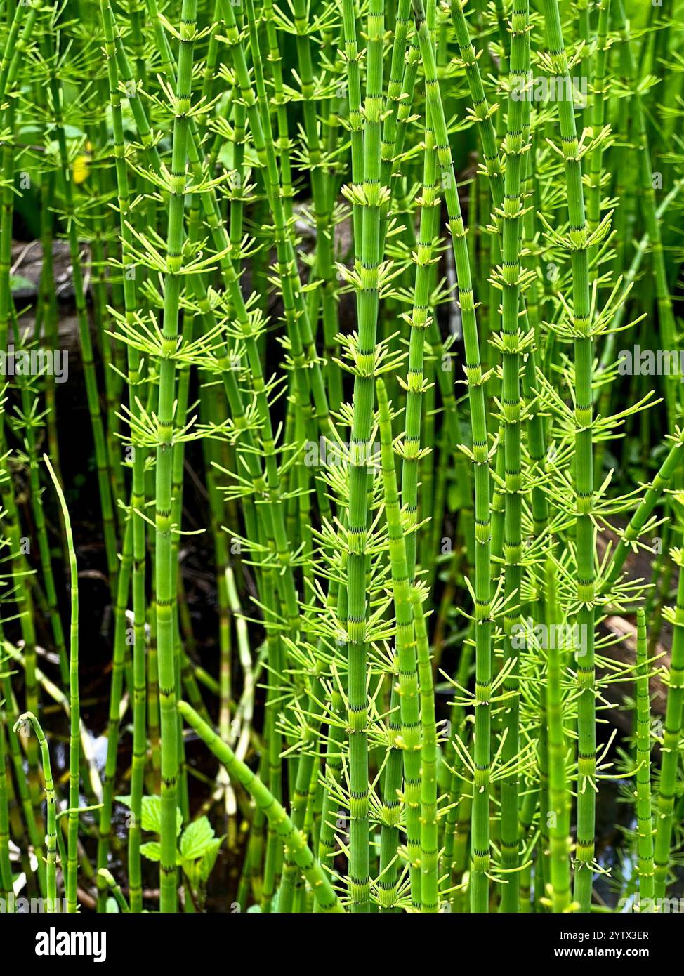 water horsetail (Equisetum fluviatile Stock Photo - Alamy