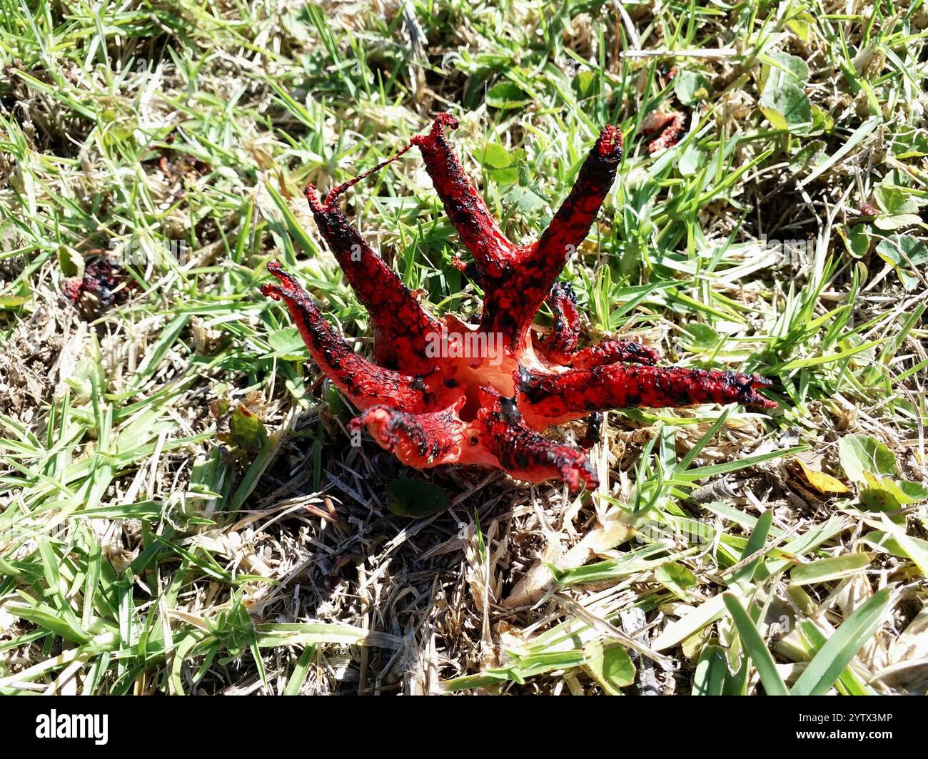 devil's-fingers (Clathrus archeri Stock Photo - Alamy