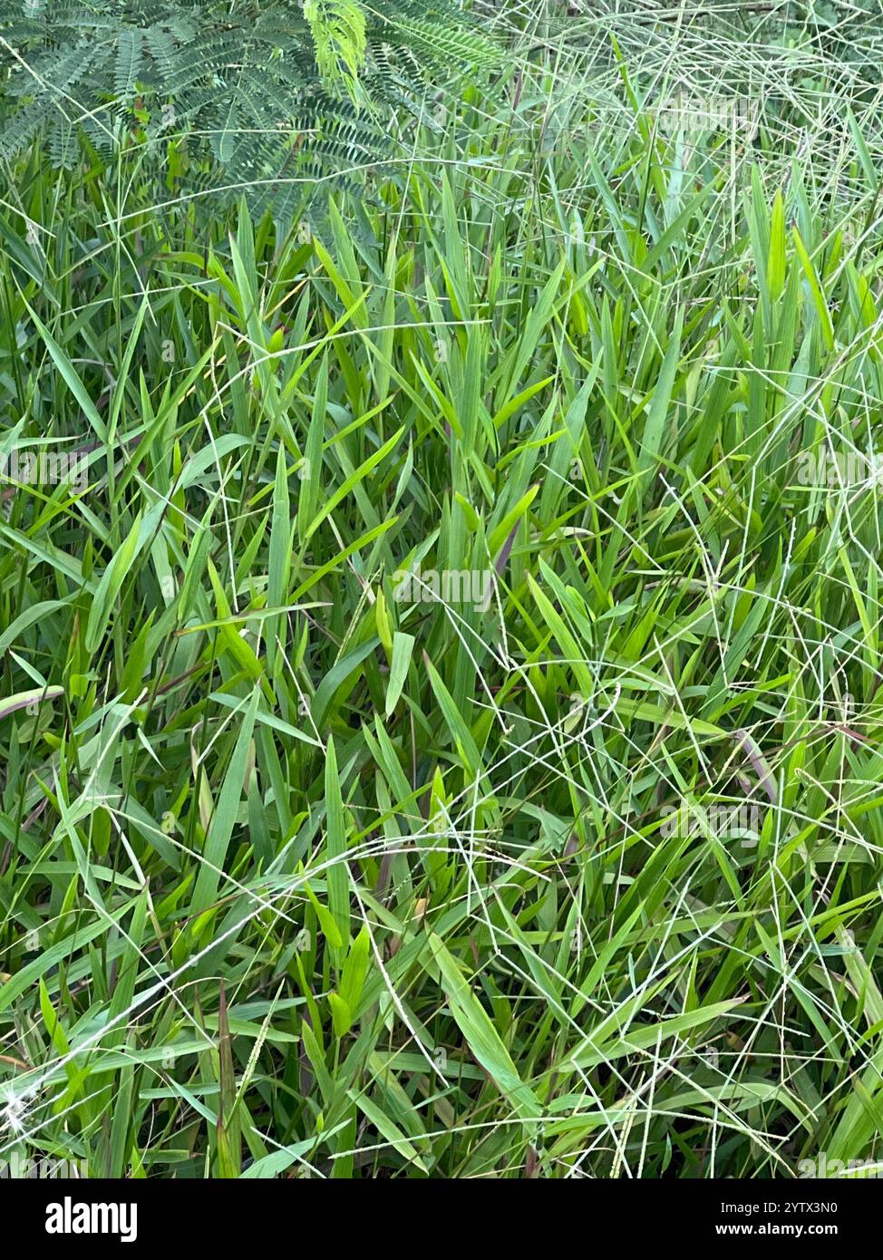 Hilograss (Paspalum conjugatum Stock Photo - Alamy