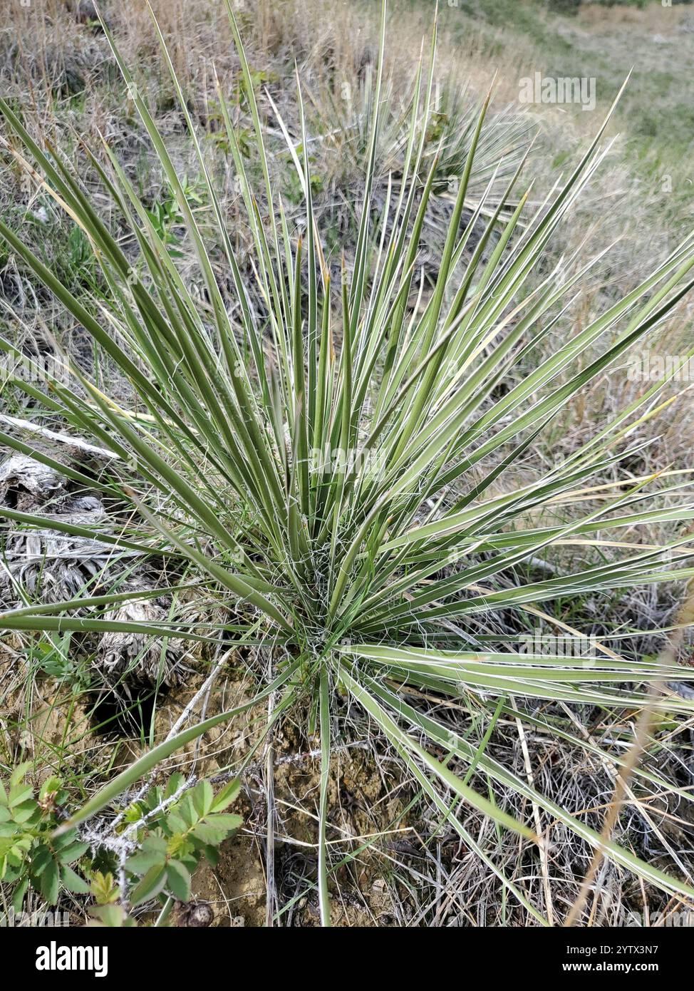 Great Plains yucca (Yucca glauca Stock Photo - Alamy