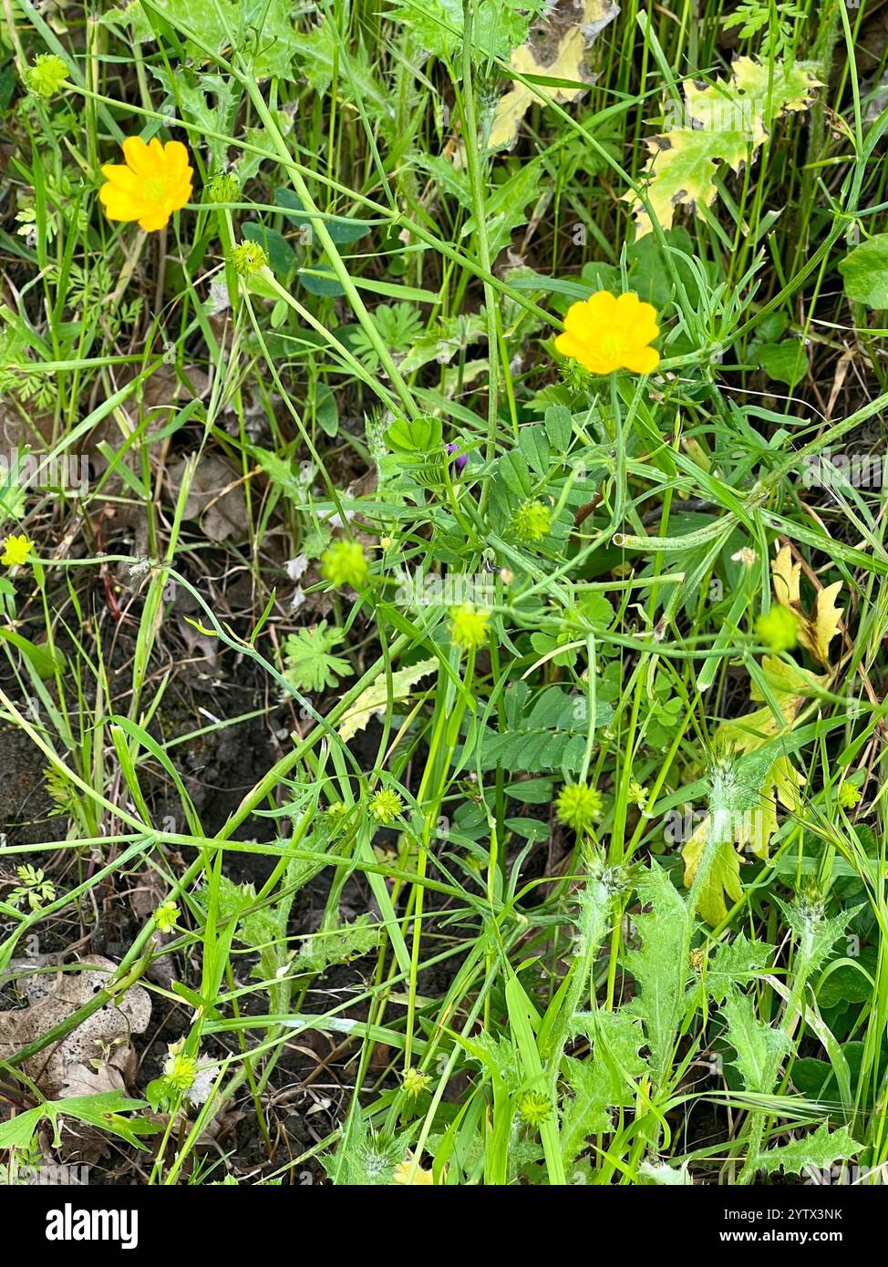 California buttercup (Ranunculus californicus Stock Photo - Alamy