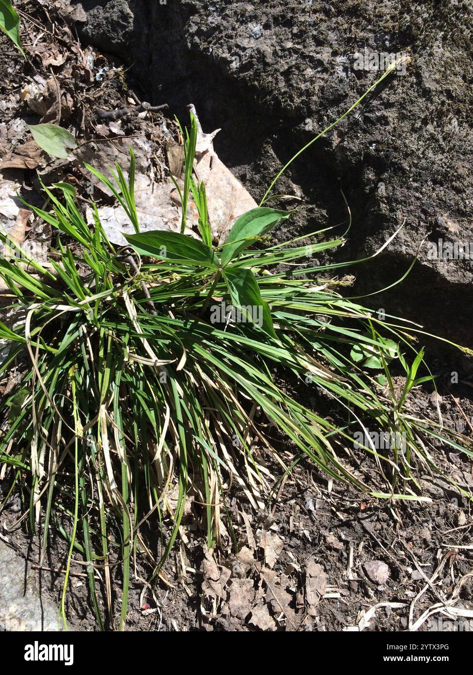 long-stalked sedge (Carex pedunculata Stock Photo - Alamy