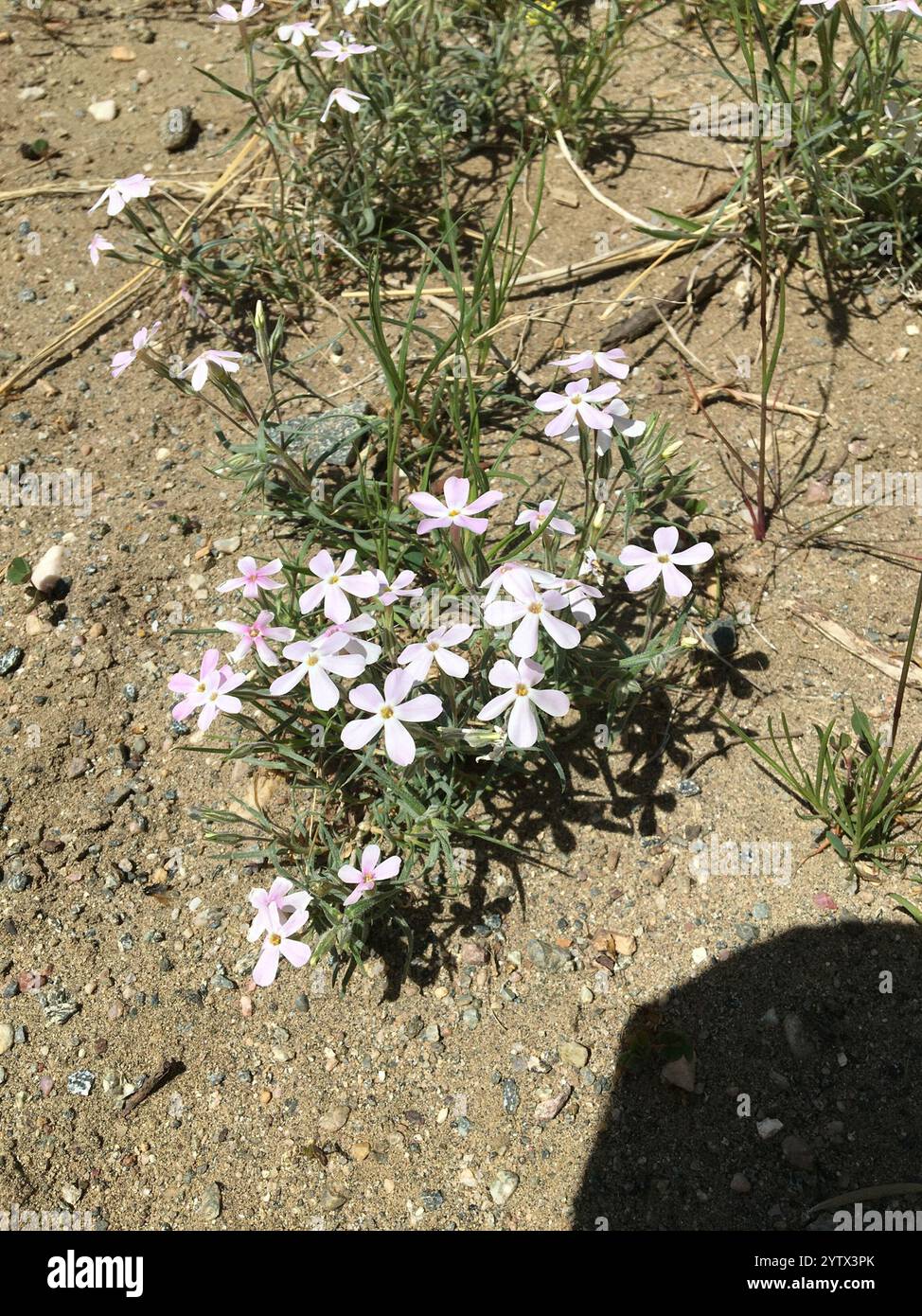 Longleaf Phlox (Phlox longifolia Stock Photo - Alamy