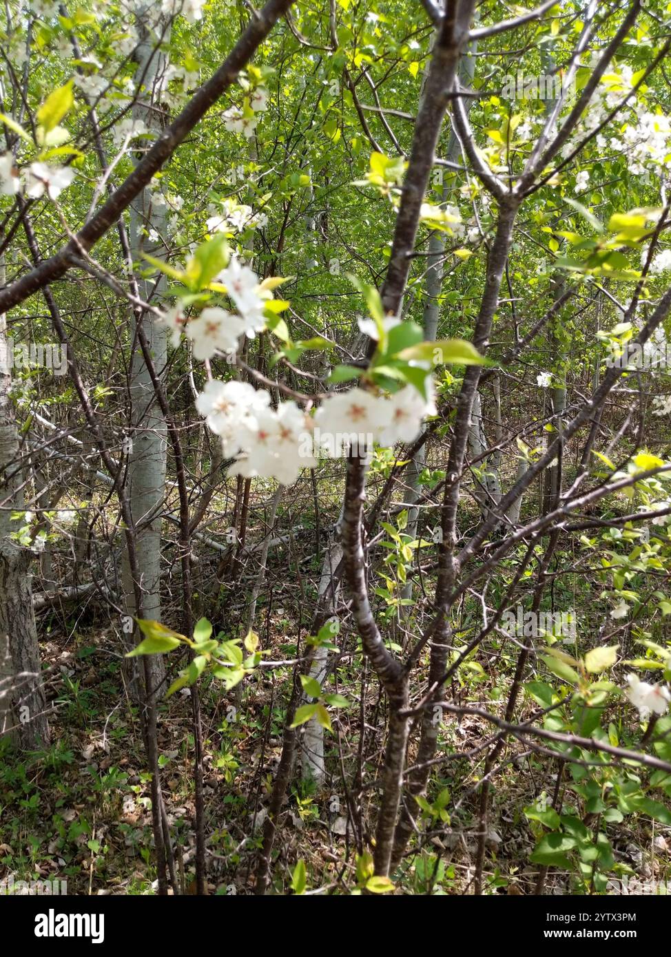 Canada plum (Prunus nigra Stock Photo - Alamy