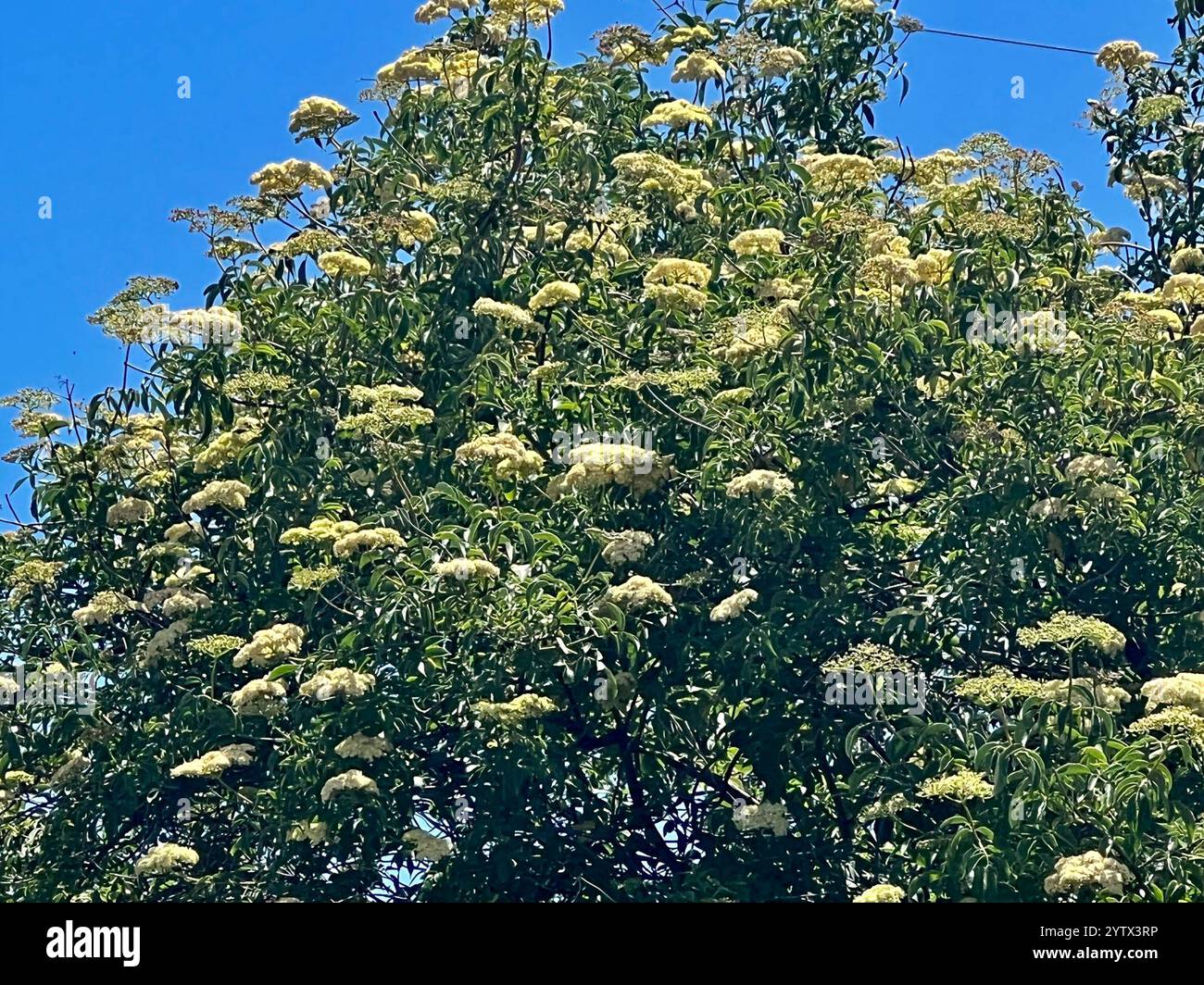blue elder (Sambucus cerulea Stock Photo - Alamy