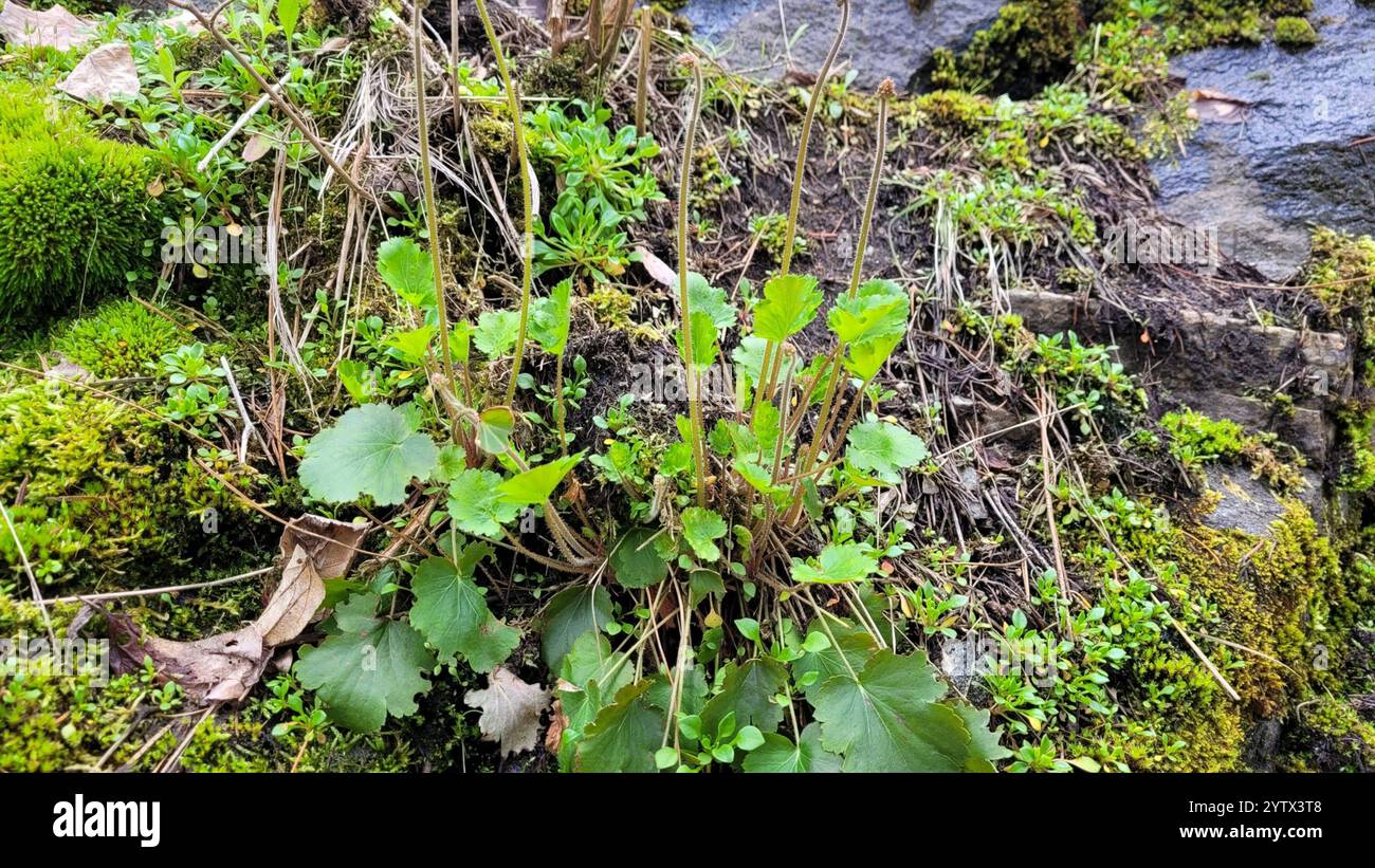 roundleaf alumroot (Heuchera cylindrica Stock Photo - Alamy