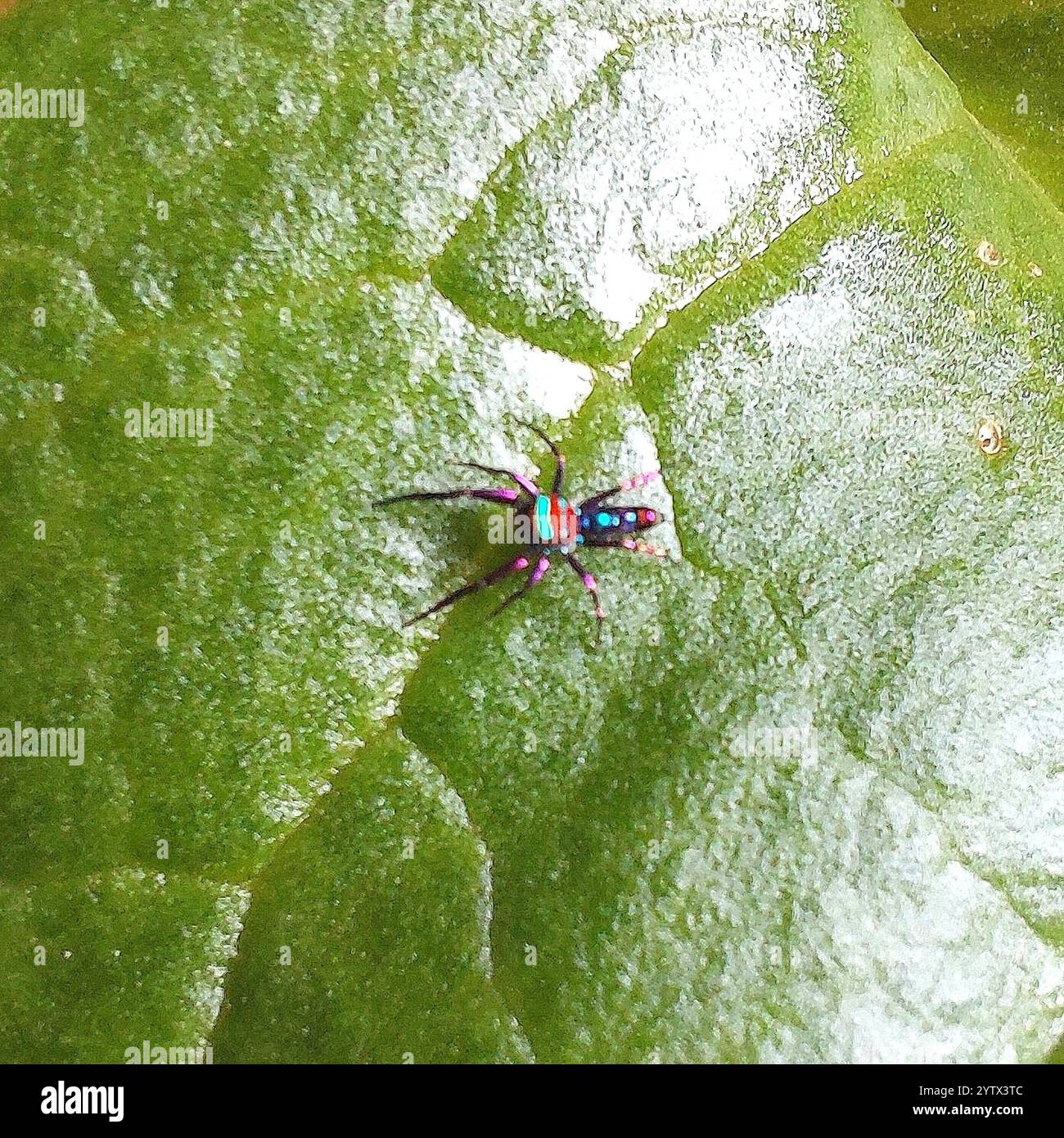 Chrysilla volupe hi-res stock photography and images - Alamy