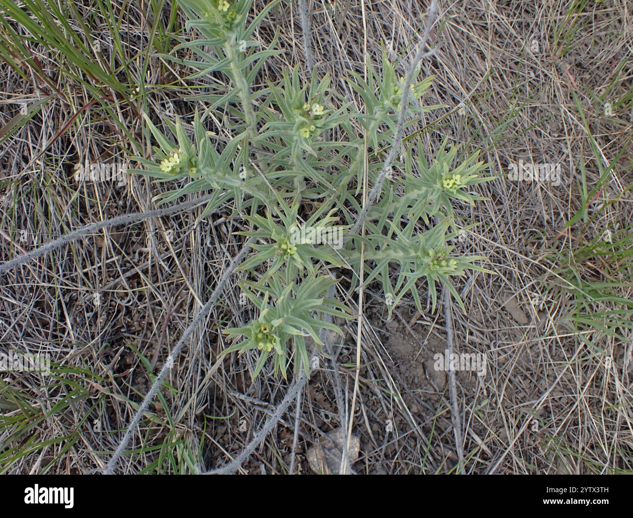 western stoneseed (Lithospermum ruderale Stock Photo - Alamy