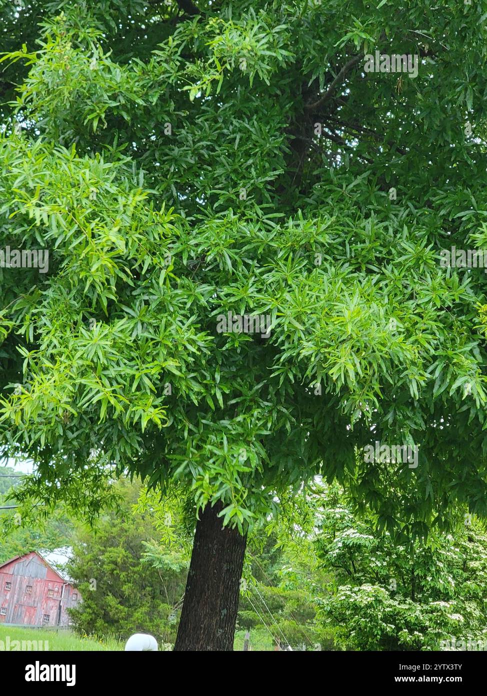 willow oak (Quercus phellos Stock Photo - Alamy