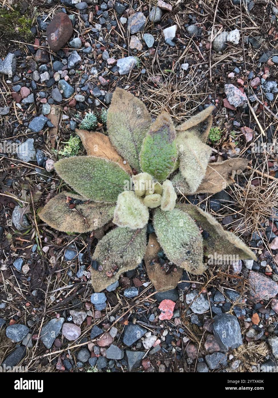 great mullein (Verbascum thapsus Stock Photo - Alamy