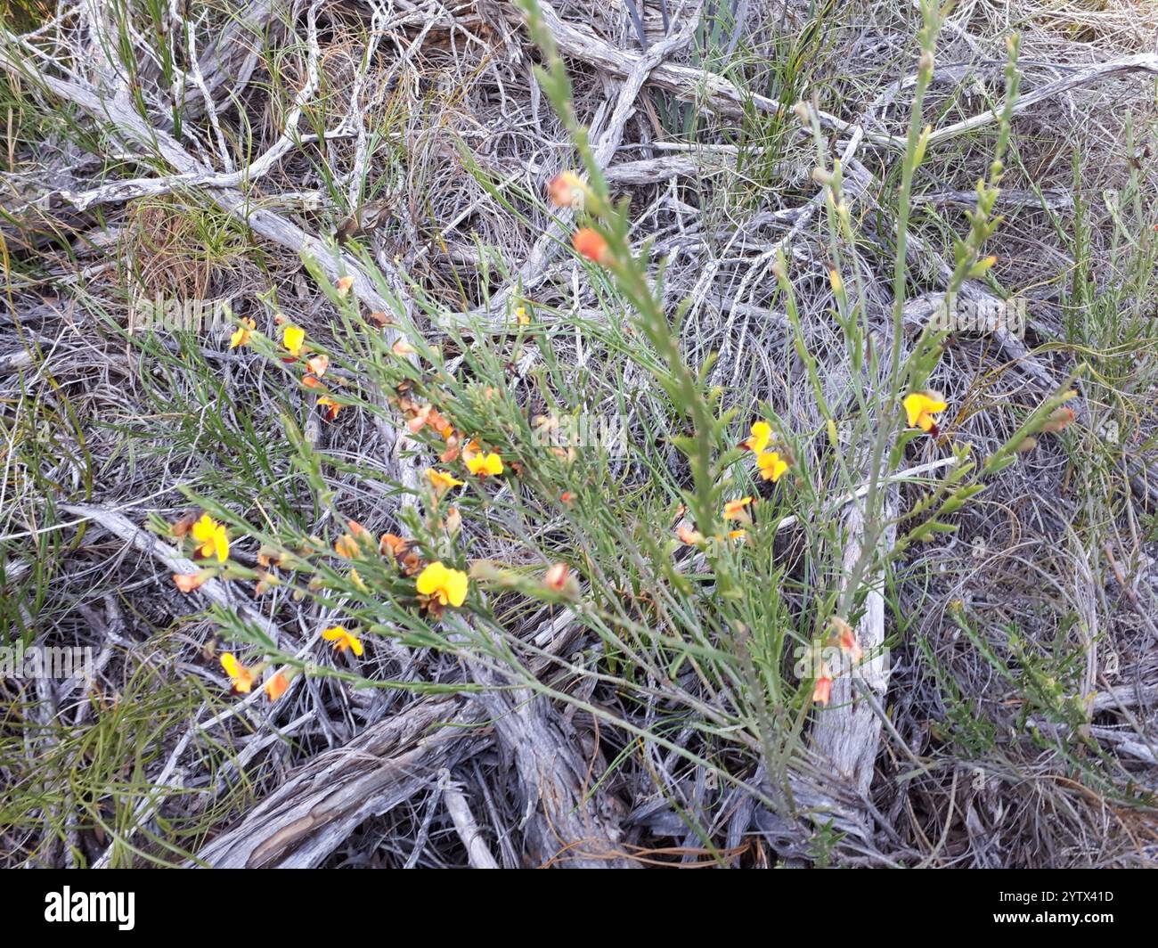 Variable bossiaea hi-res stock photography and images - Alamy