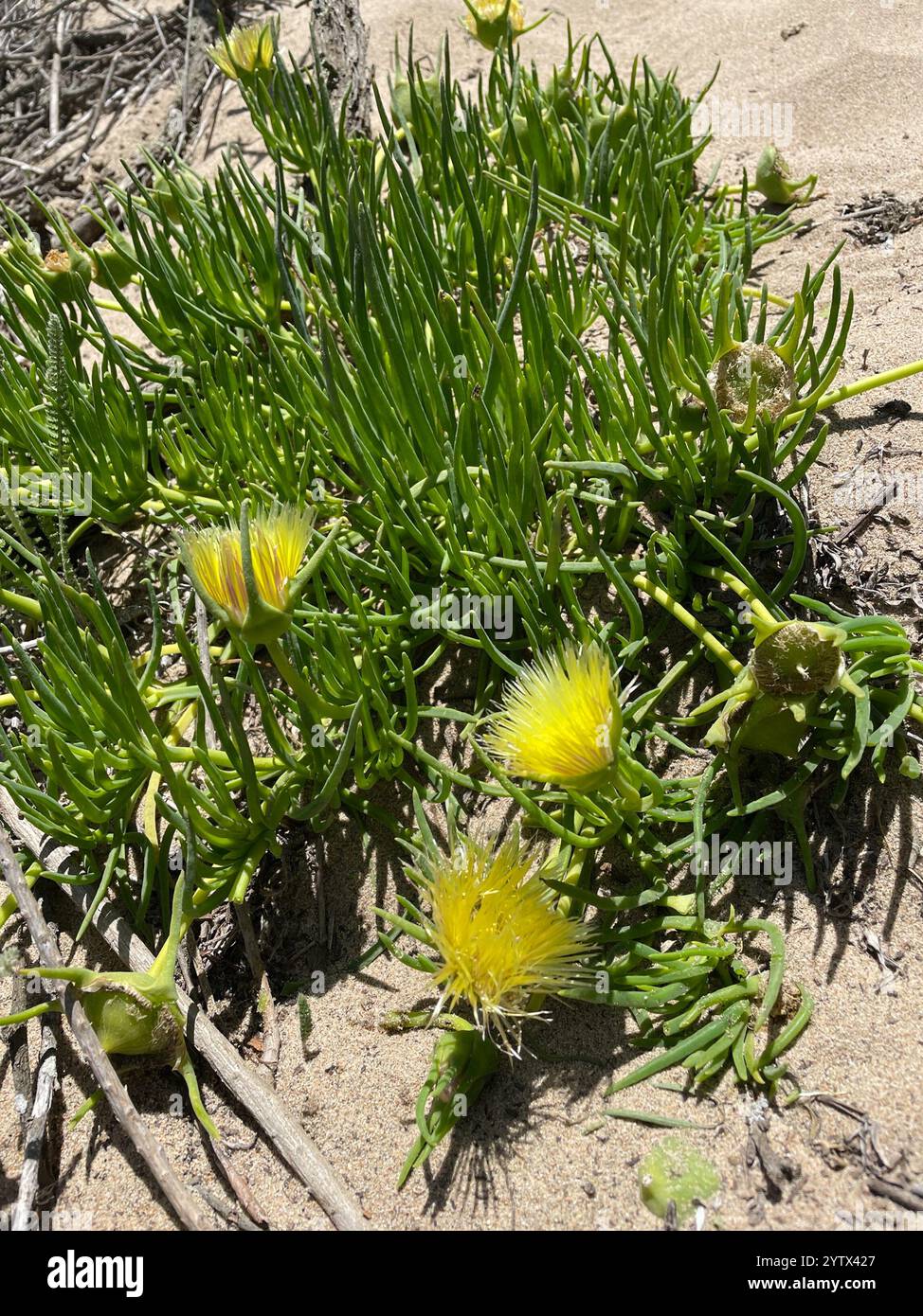 Pig's-root (Conicosia pugioniformis Stock Photo - Alamy