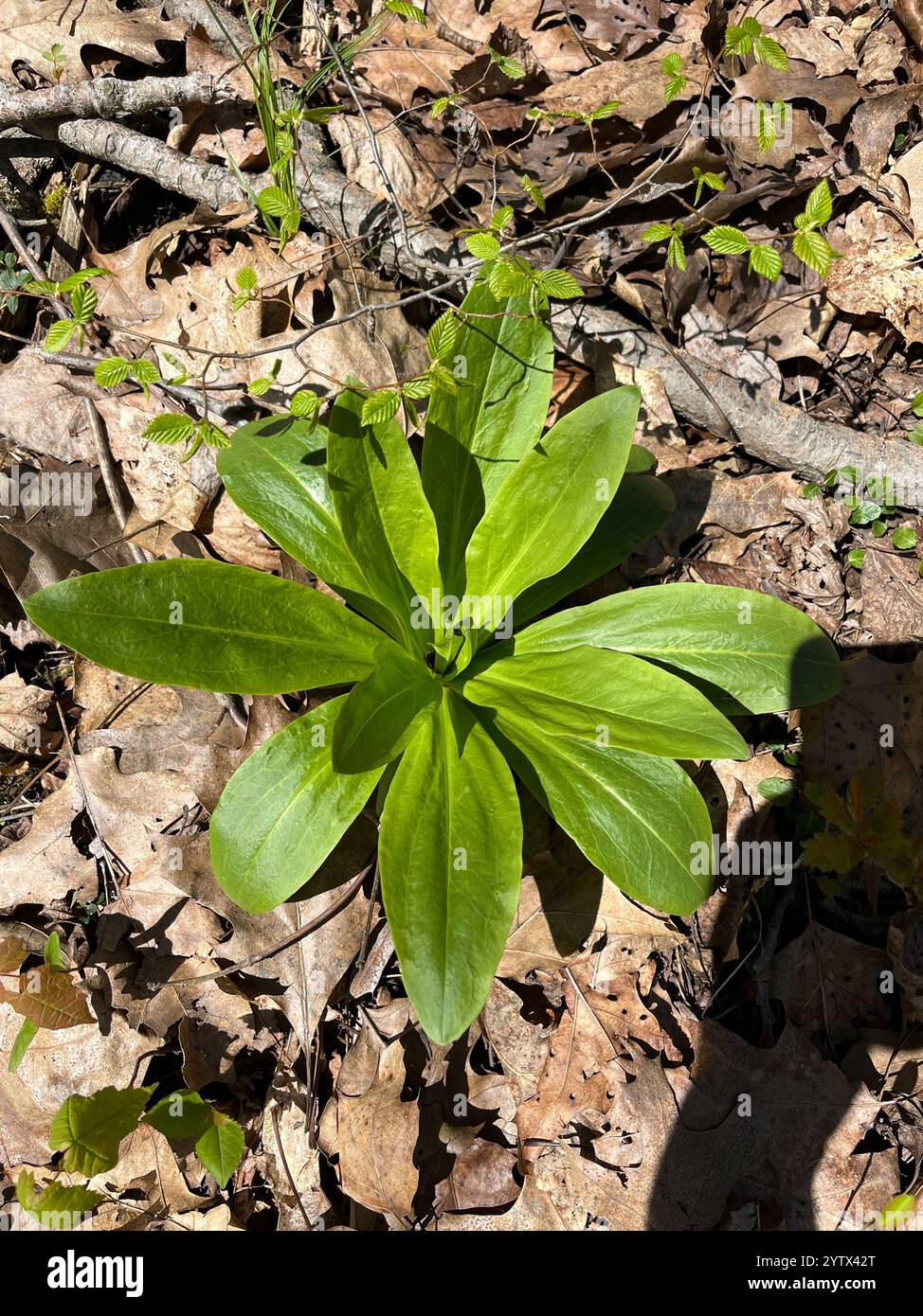American columbo (Frasera caroliniensis Stock Photo - Alamy