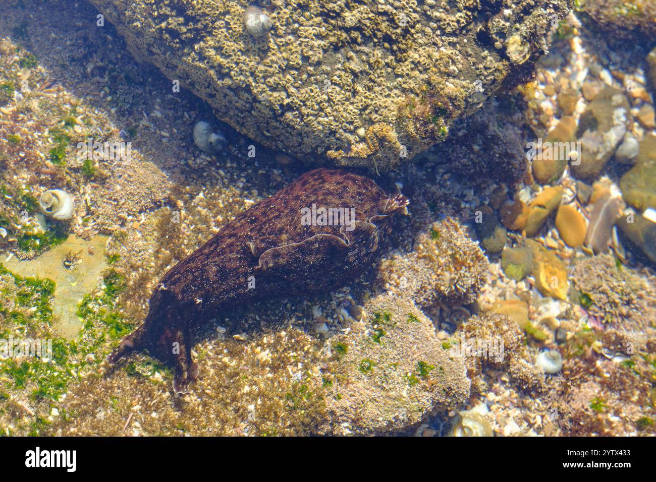 California Seahare (Aplysia californica Stock Photo - Alamy