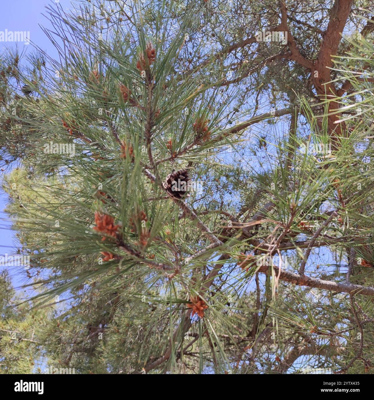 Turkish pine (Pinus brutia Stock Photo - Alamy
