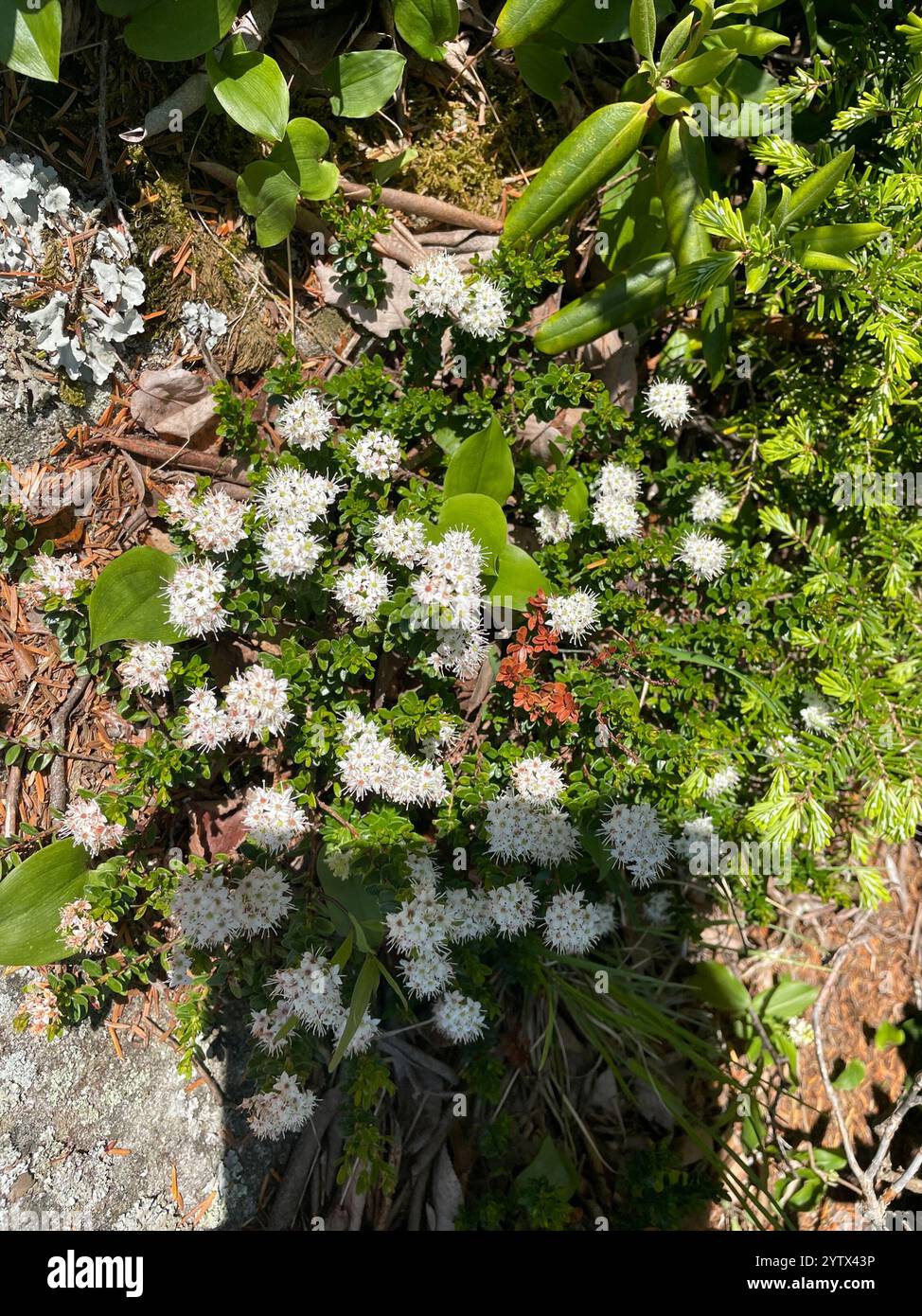 sand myrtle (Kalmia buxifolia Stock Photo - Alamy
