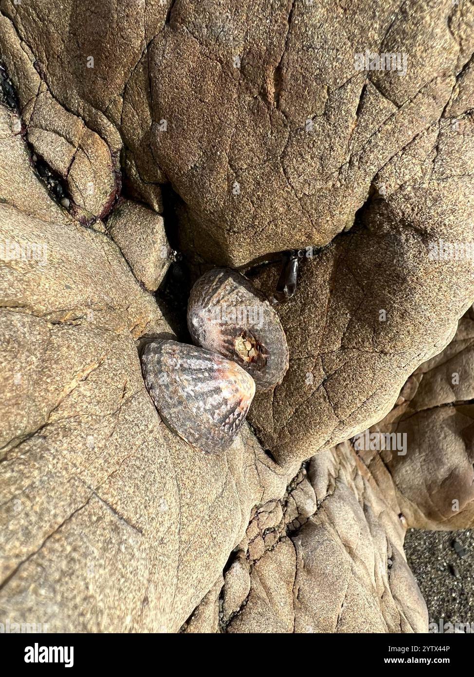 Denticulate Limpet (Cellana denticulata Stock Photo - Alamy