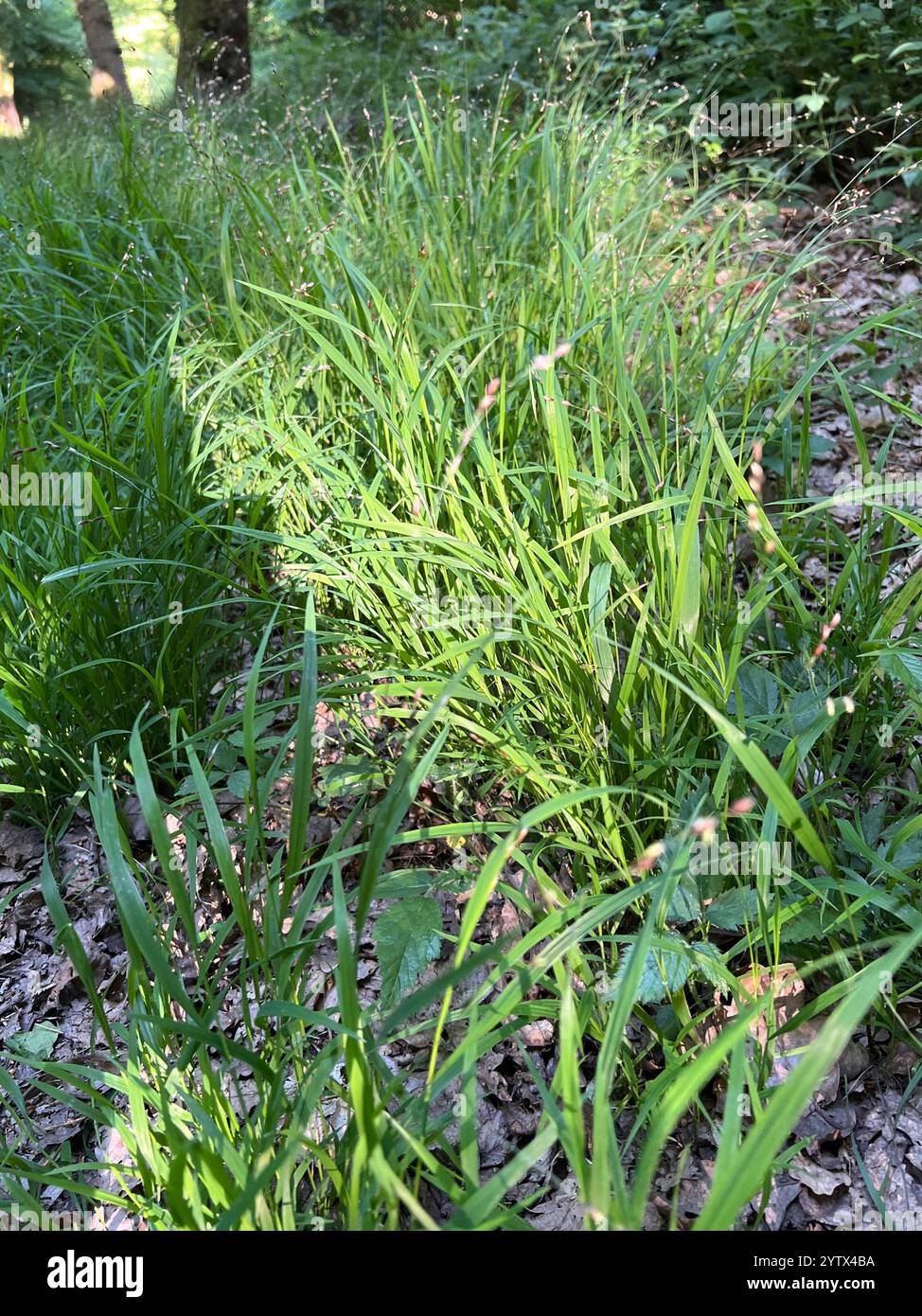 Melica uniflora hi-res stock photography and images - Alamy