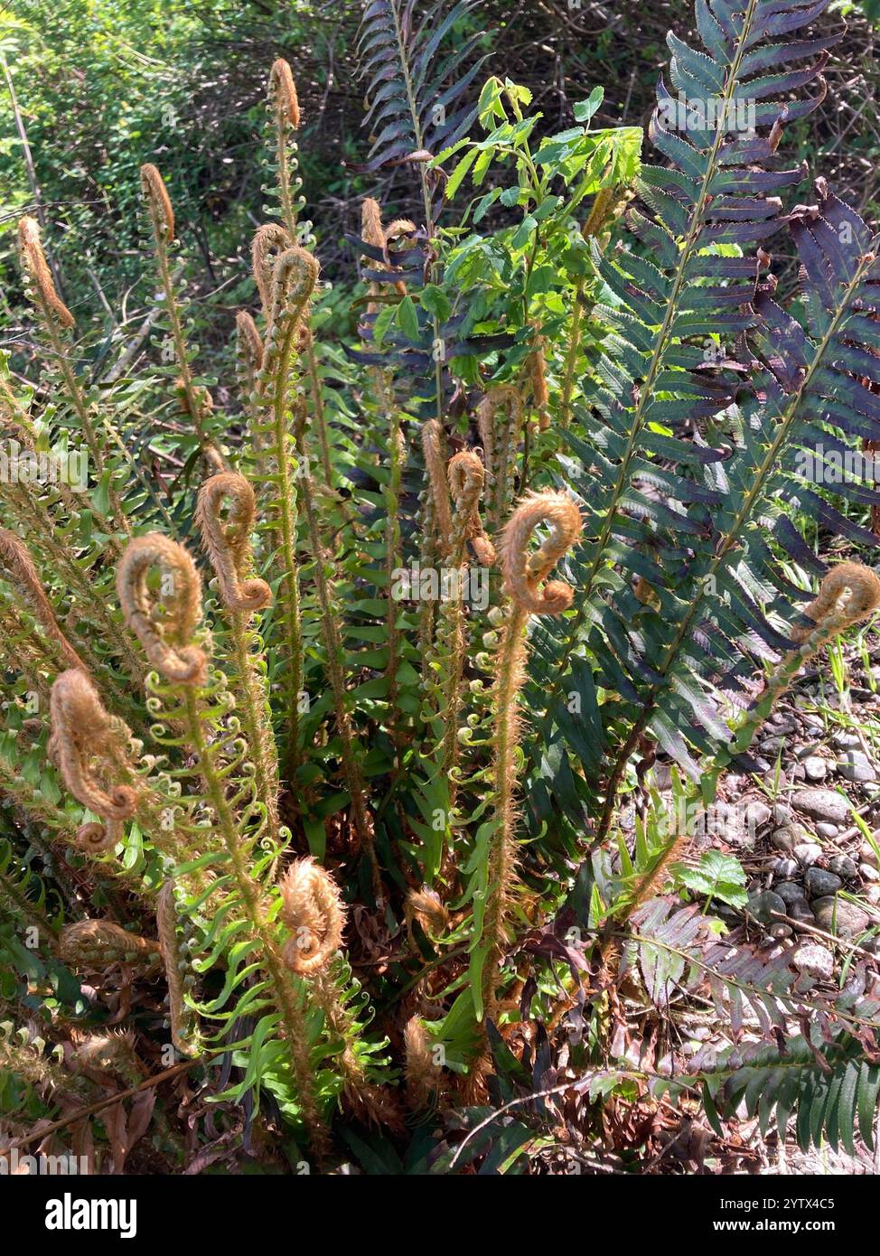 western sword fern (Polystichum munitum Stock Photo - Alamy
