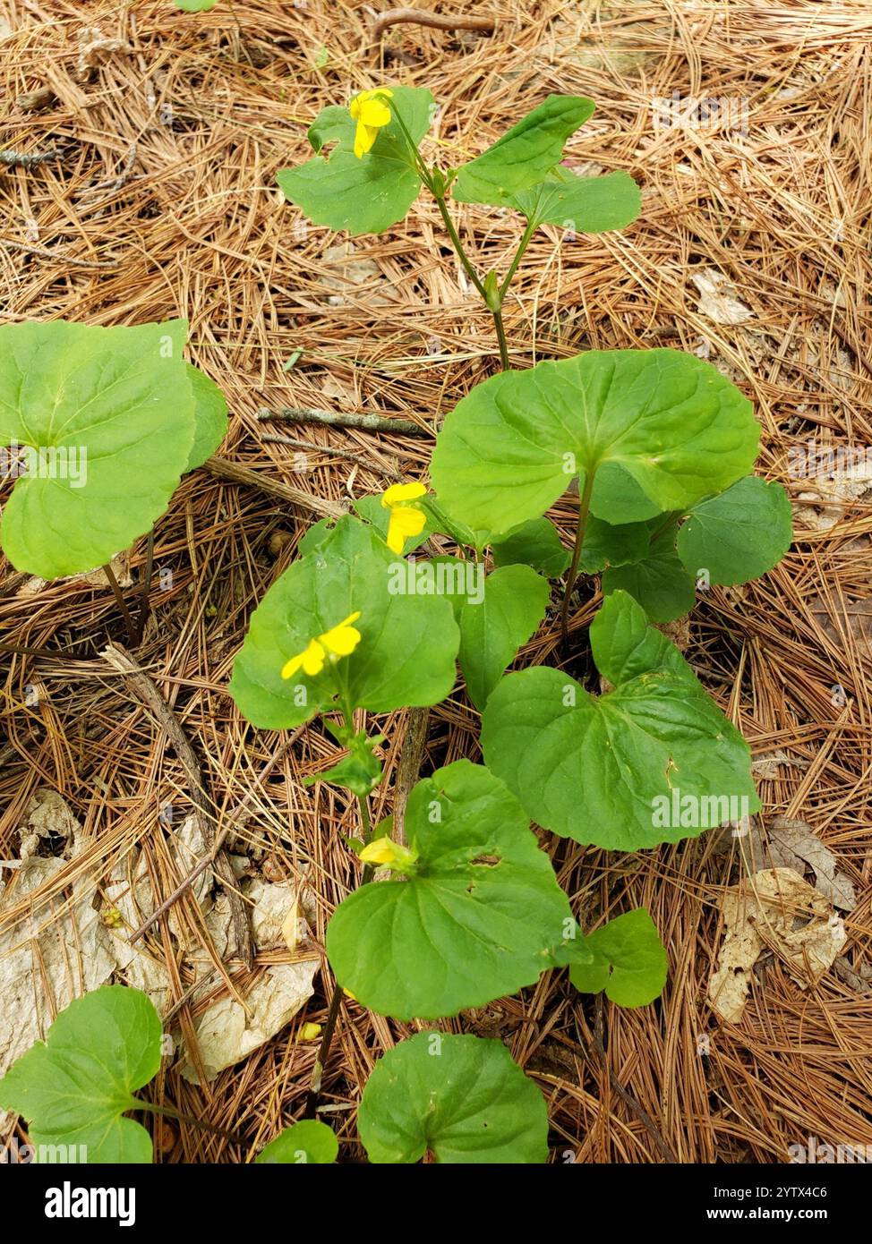 downy yellow violet (Viola pubescens Stock Photo - Alamy
