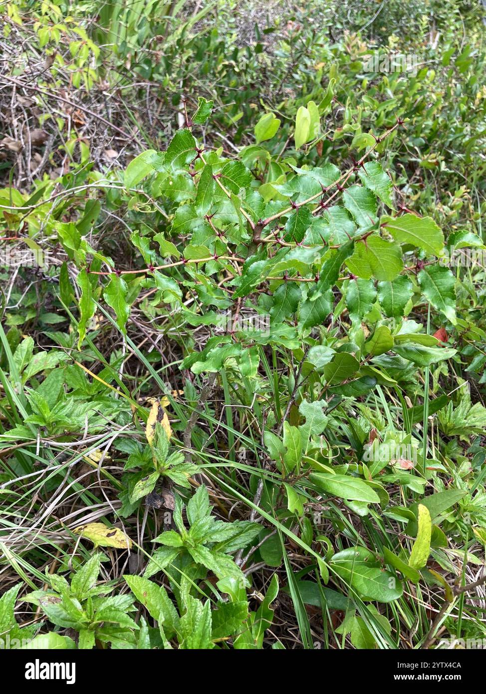 Hercules' club (Zanthoxylum clava-herculis Stock Photo - Alamy