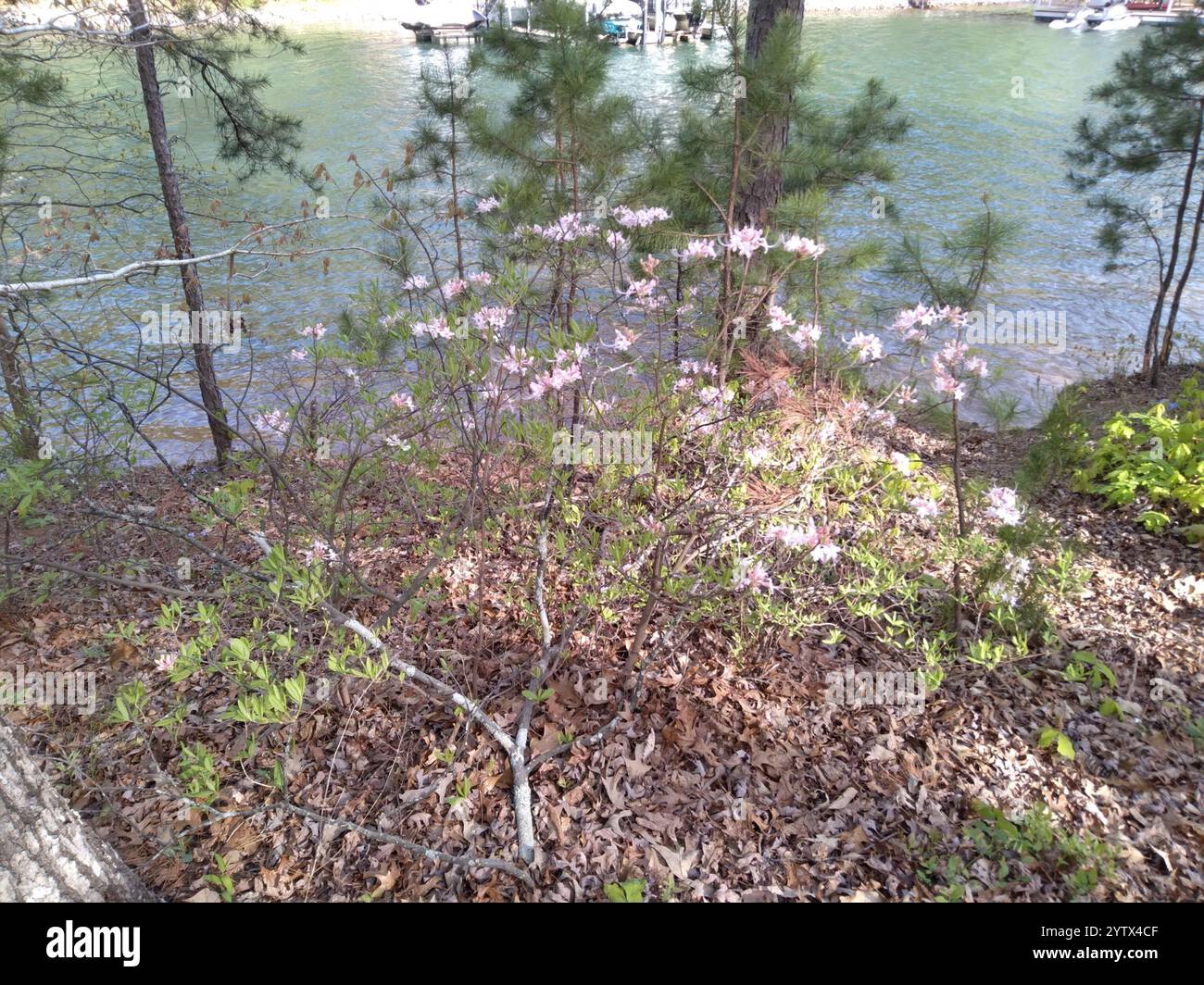 Mountain Azalea (Rhododendron canescens Stock Photo - Alamy