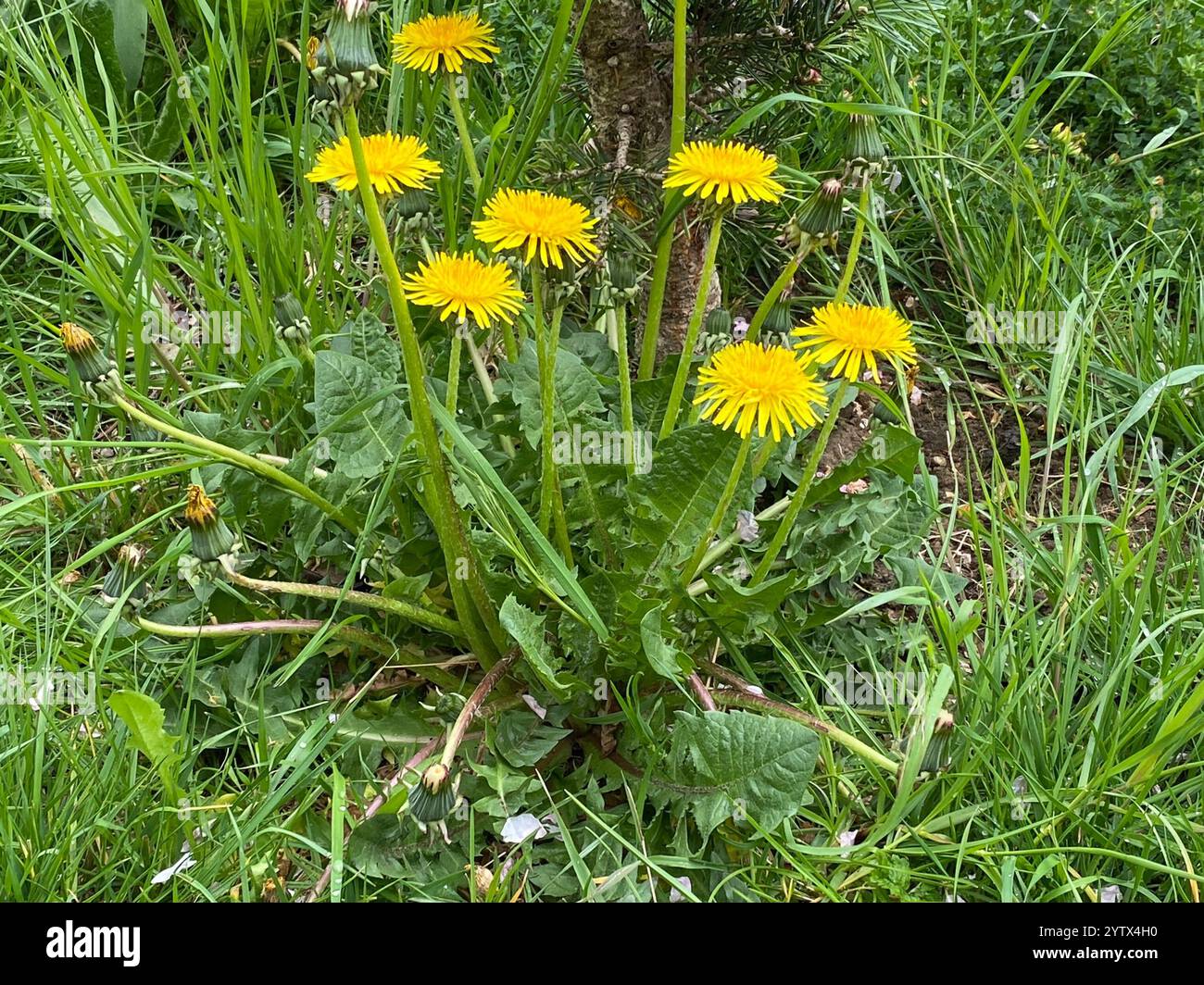 common dandelion (Taraxacum officinale Stock Photo - Alamy