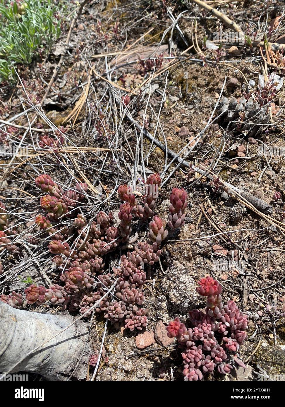 Lanceleaf Stonecrop (Sedum lanceolatum Stock Photo - Alamy