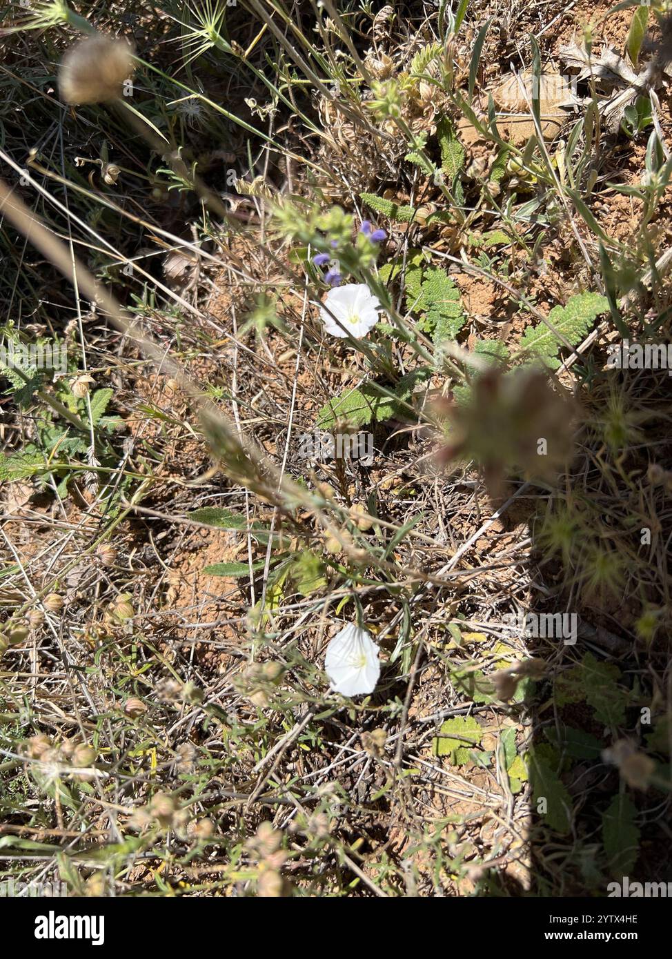 Narrow leaved convolvulus hi-res stock photography and images - Alamy
