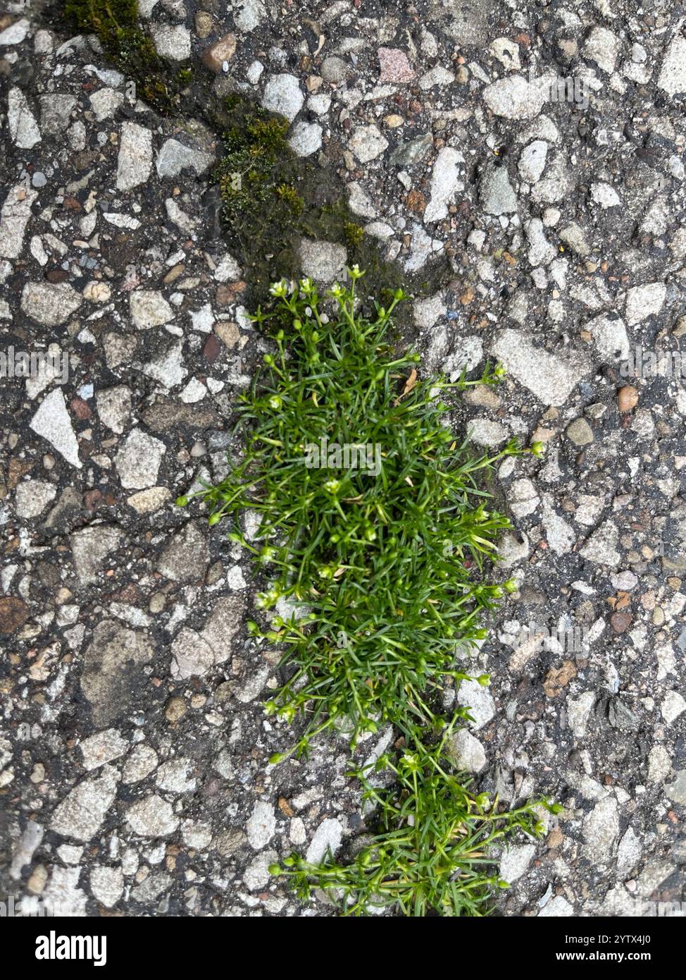 Procumbent Pearlwort (Sagina procumbens Stock Photo - Alamy