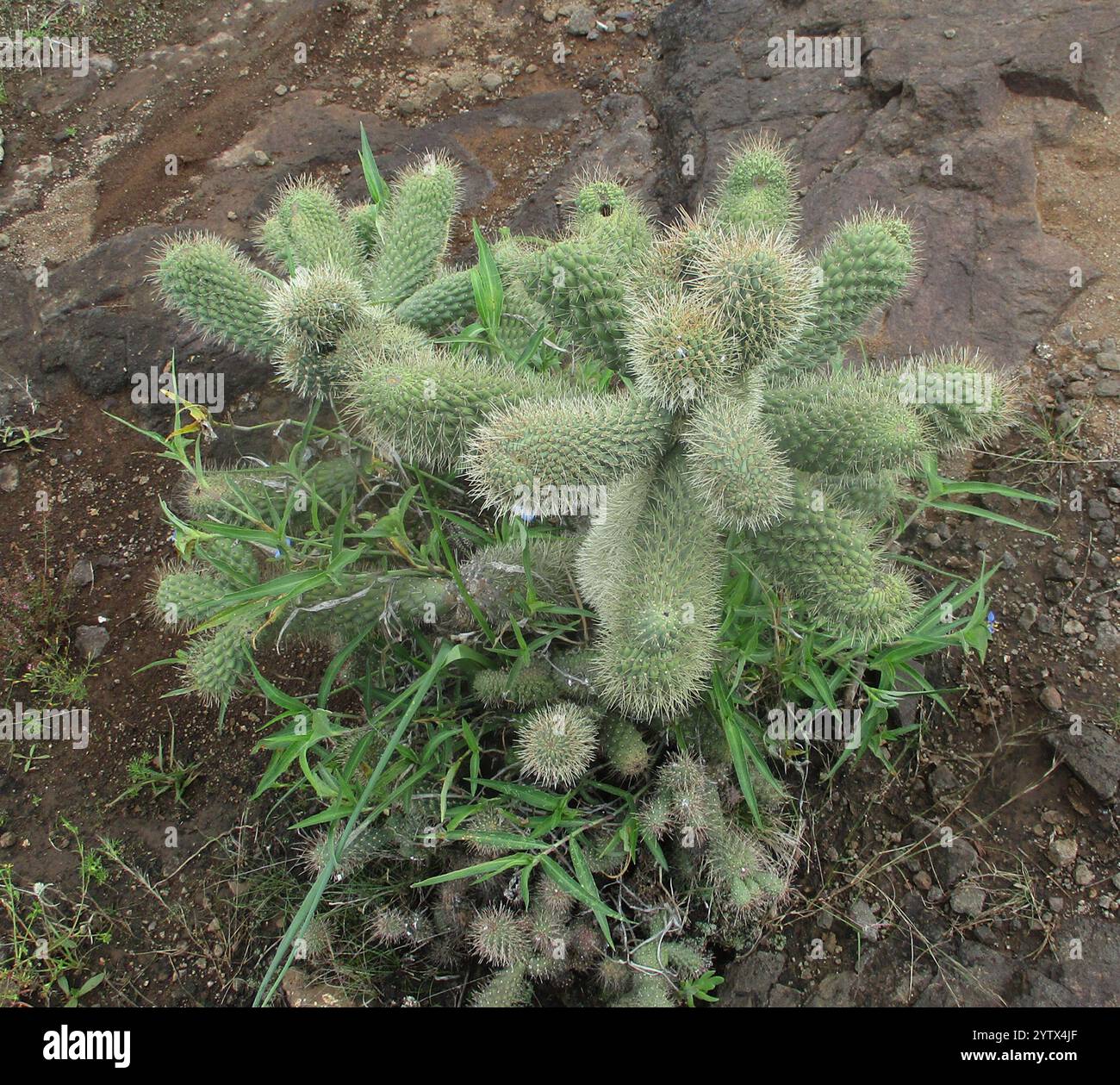 Chain-fruit Cholla (Cylindropuntia fulgida Stock Photo - Alamy