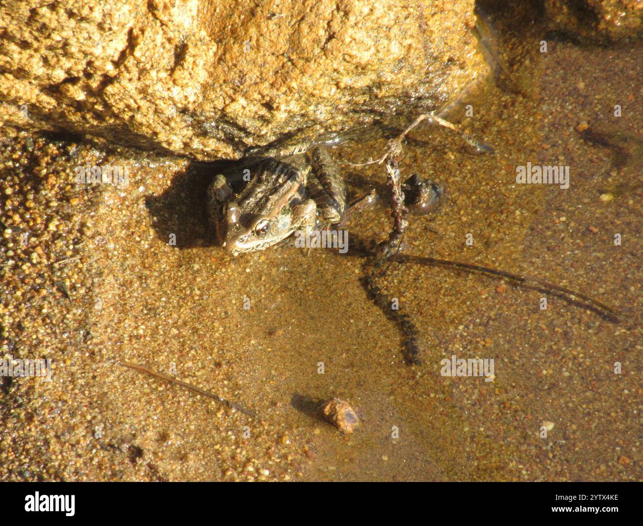 Lithobates palustris pickerel frog hi-res stock photography and images ...