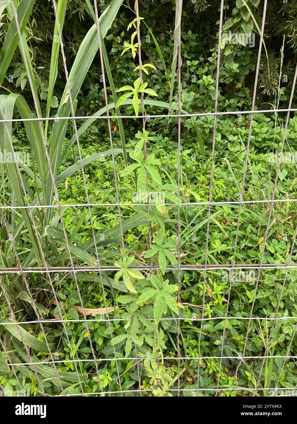 Alamo vine (Distimake dissectus Stock Photo - Alamy