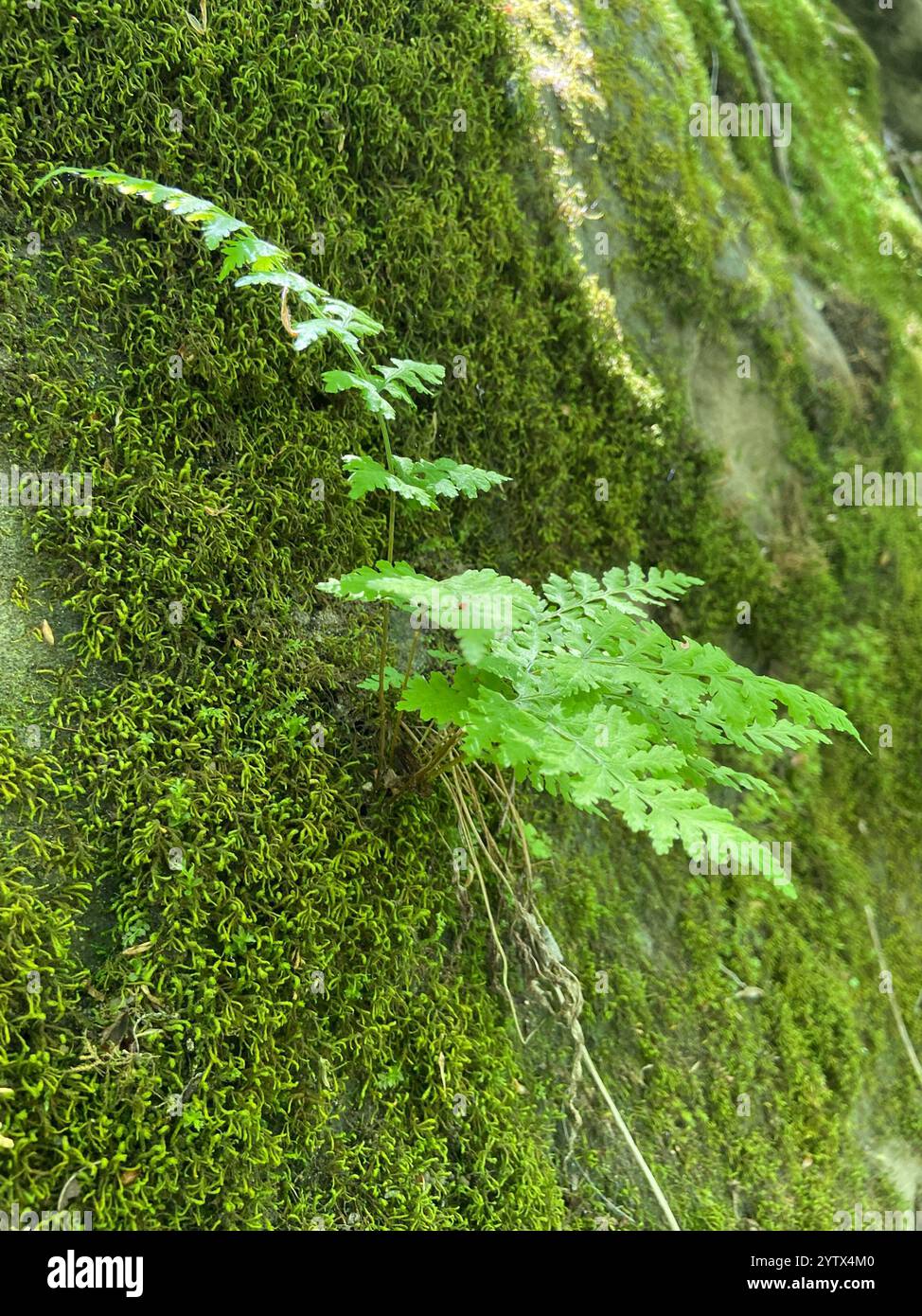 brittle bladderfern (Cystopteris fragilis Stock Photo - Alamy