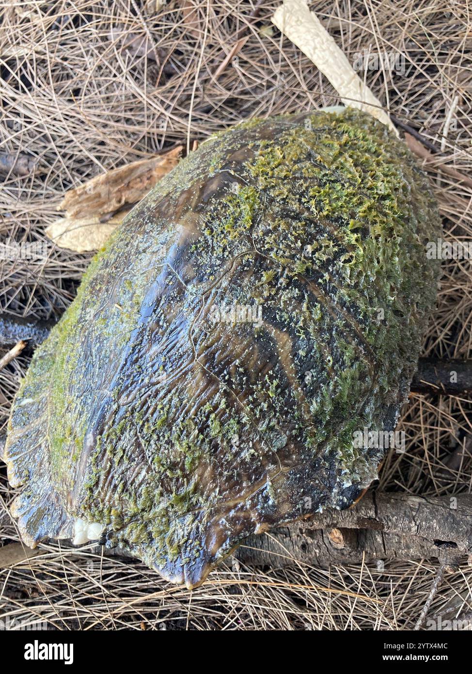 Turtles and Tortoises (Testudines Stock Photo - Alamy