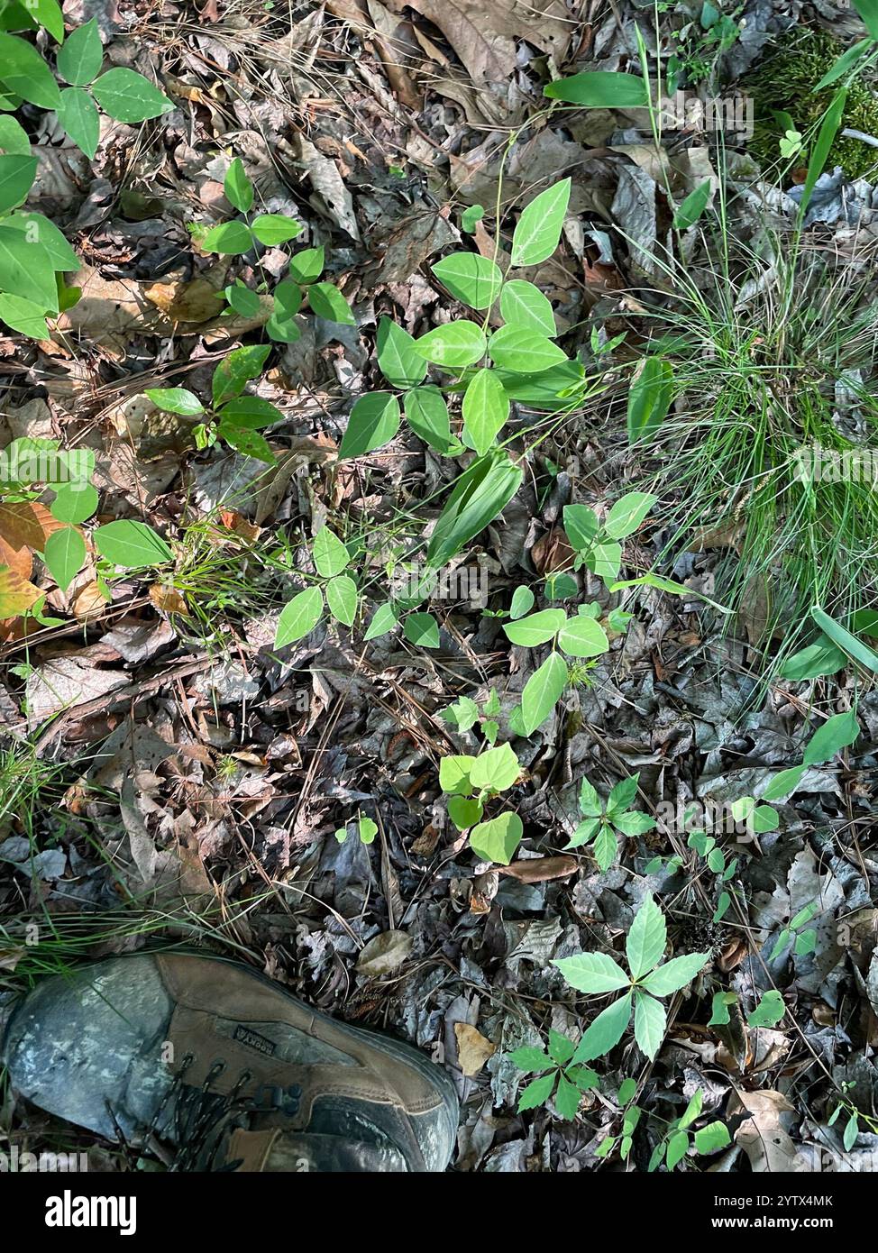 American hog-peanut (Amphicarpaea bracteata Stock Photo - Alamy