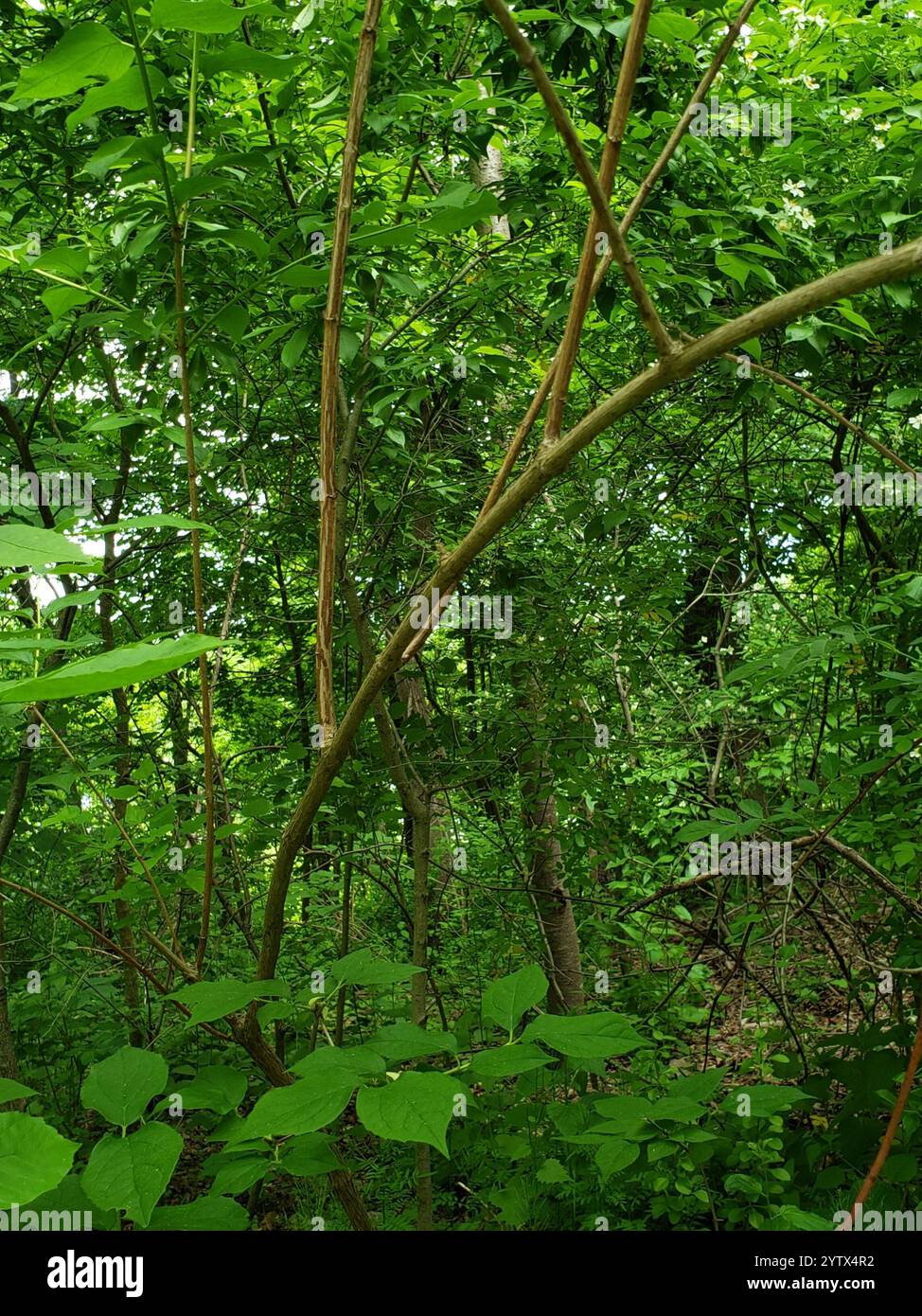 Scentless Mock Orange (Philadelphus inodorus Stock Photo - Alamy